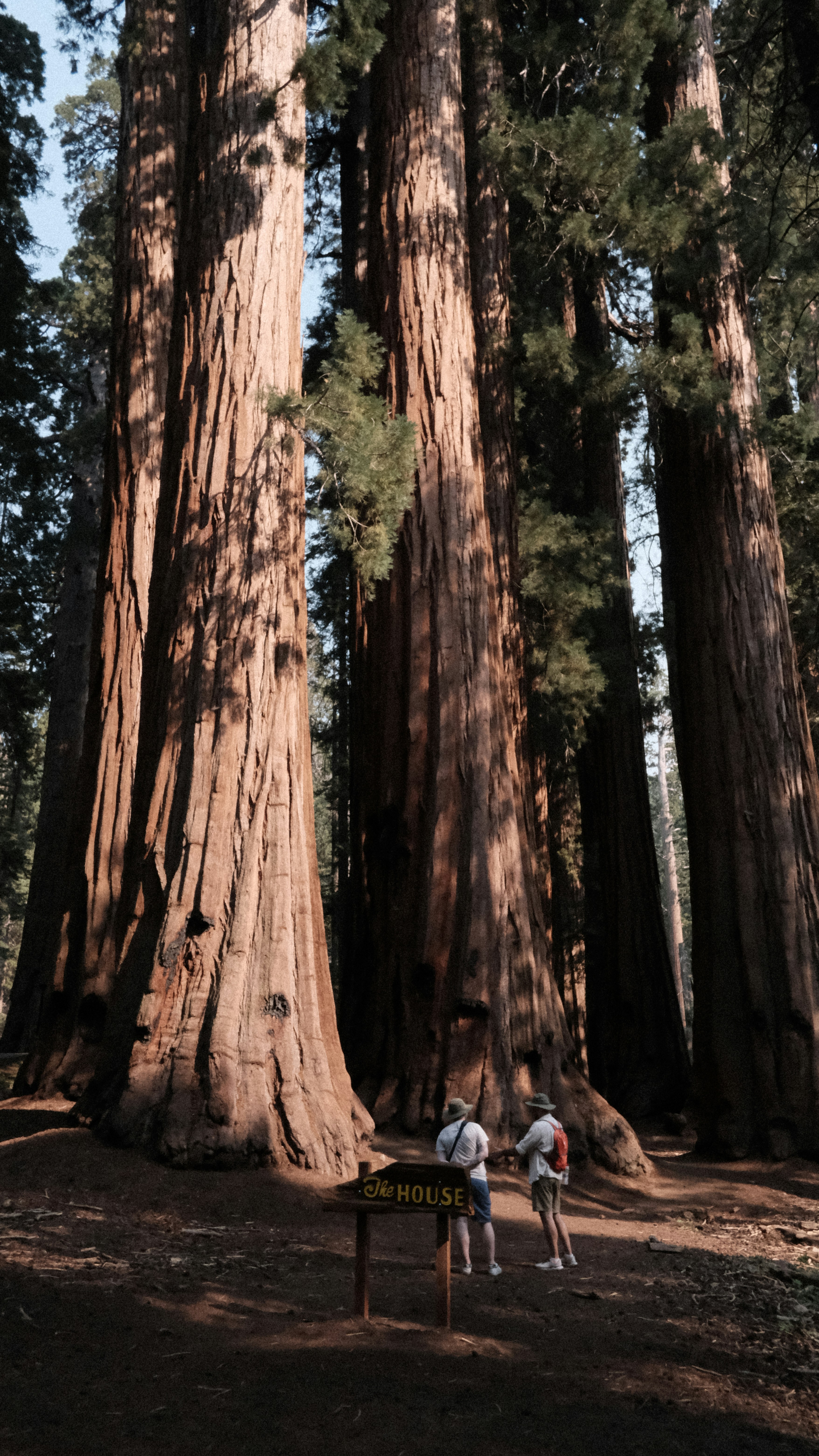 Whispers at the Redwood Cathedral: Two Explorers Beneath Giants