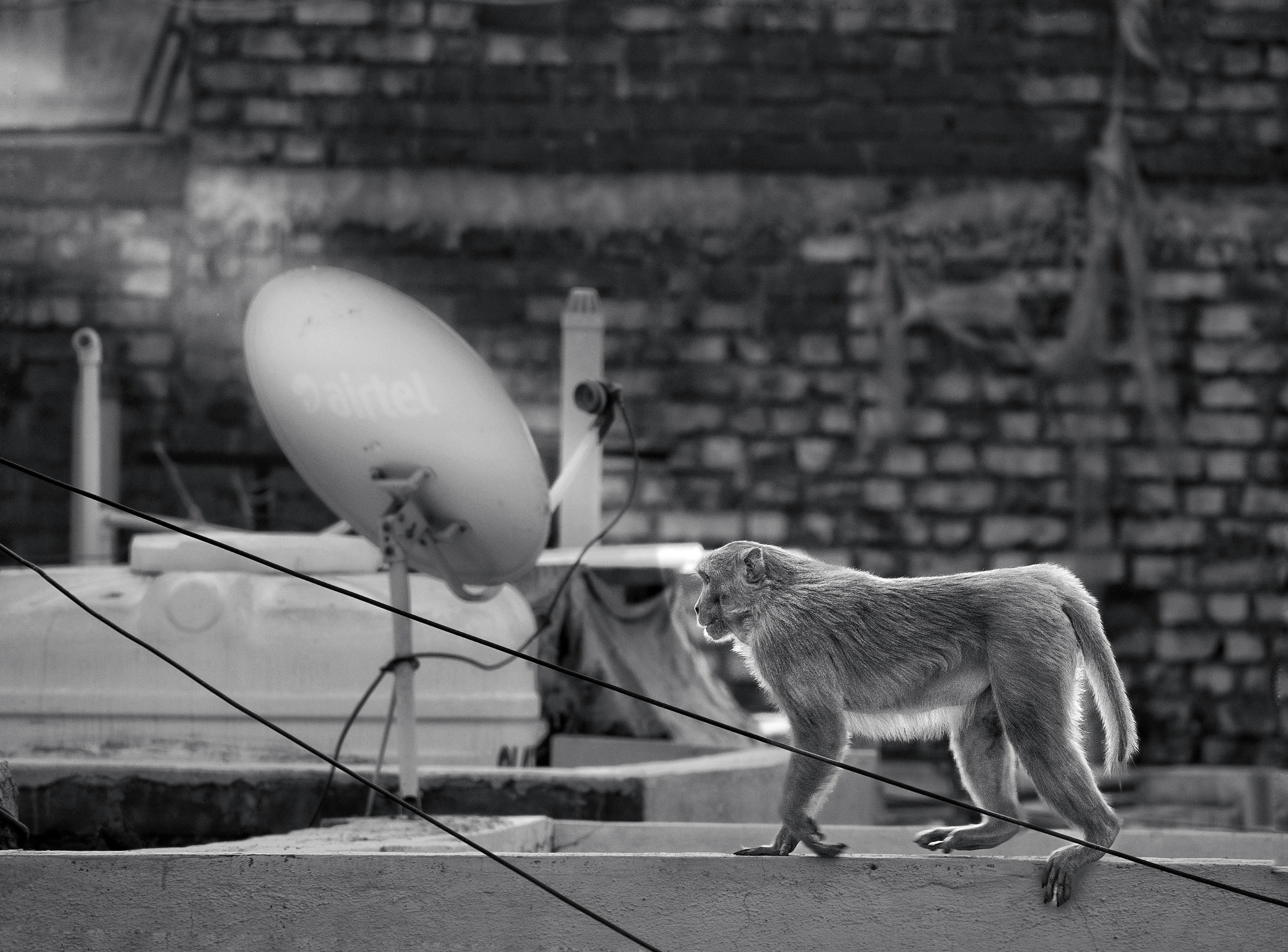 Rooftop Patrol: A macaque strides along a weathered ledge under a satellite dish