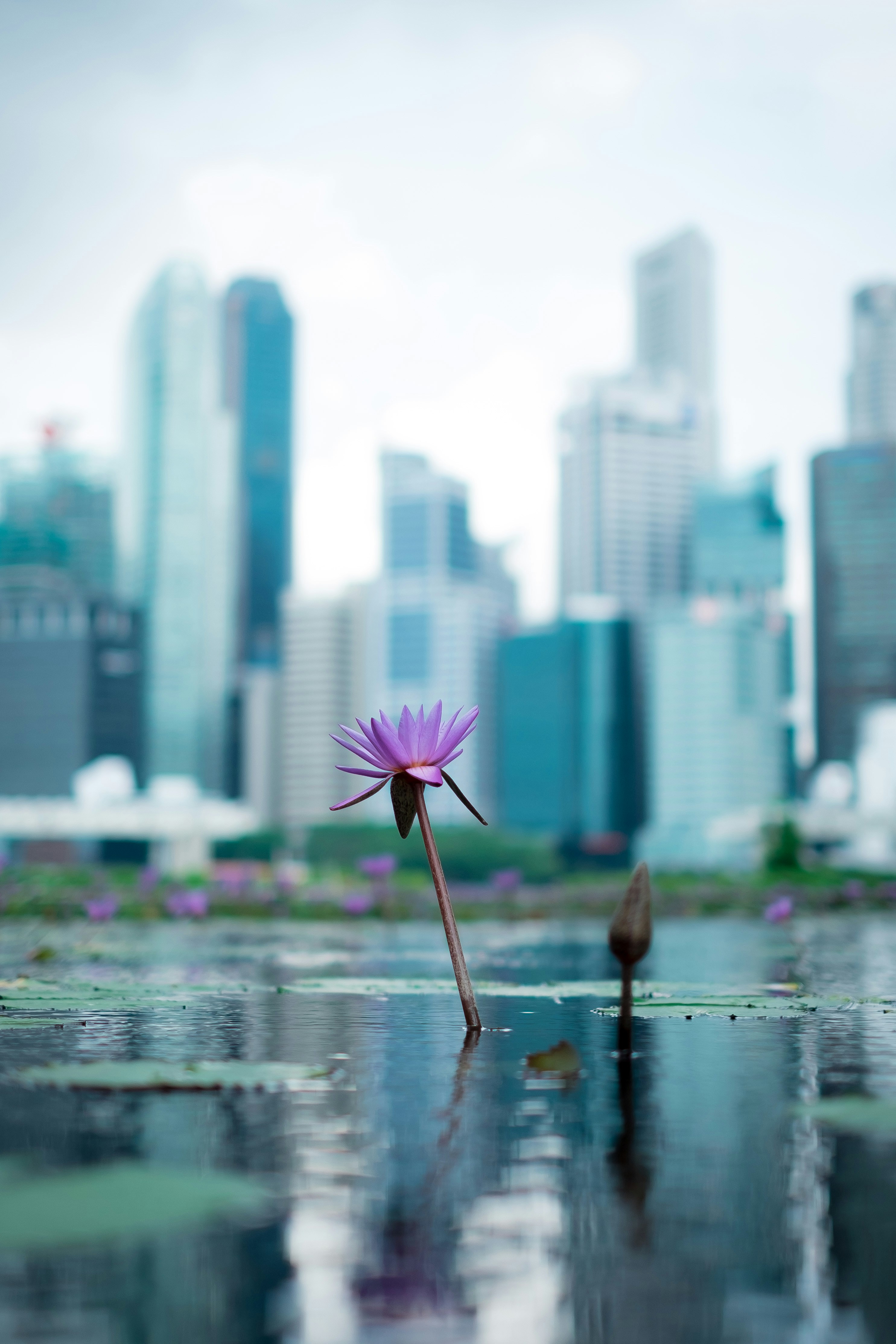 A vibrant purple lotus flower rises above the reflective water, set against a backdrop of towering skyscrapers, symbolizing nature's resilience in an urban landscape.