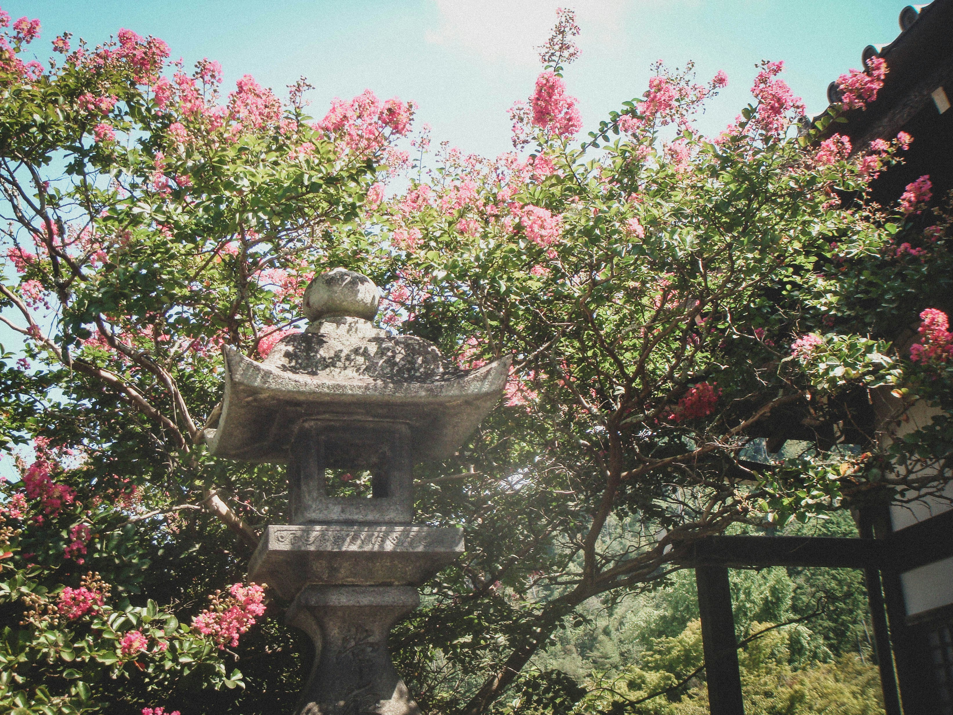 Stone lantern beneath vibrant pink blossoms and lush green foliage.