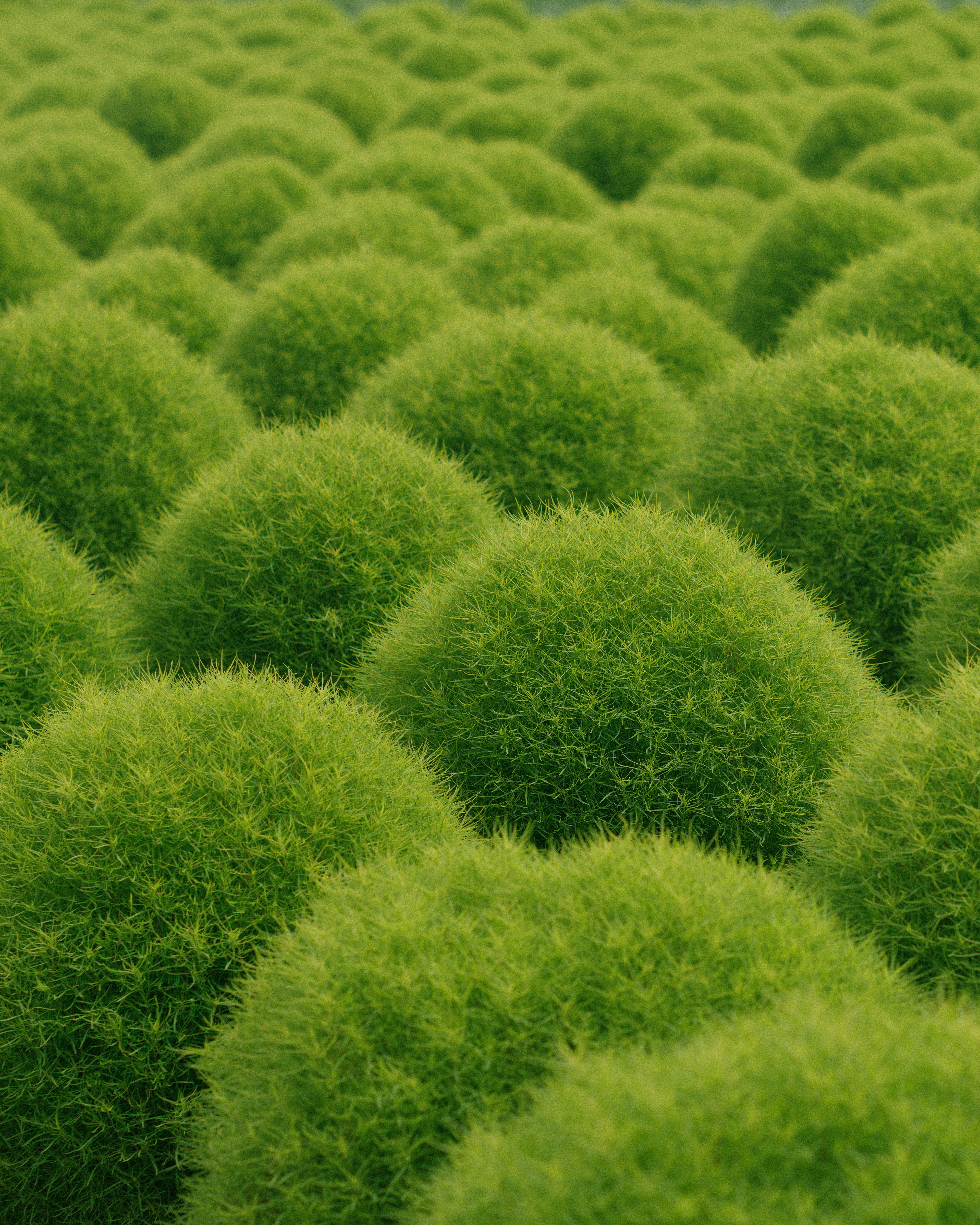 Dense, lime-green moss domes form a soft, undulating field with rich texture. The close-up highlights plush filaments and the organic repetition of the orbs.