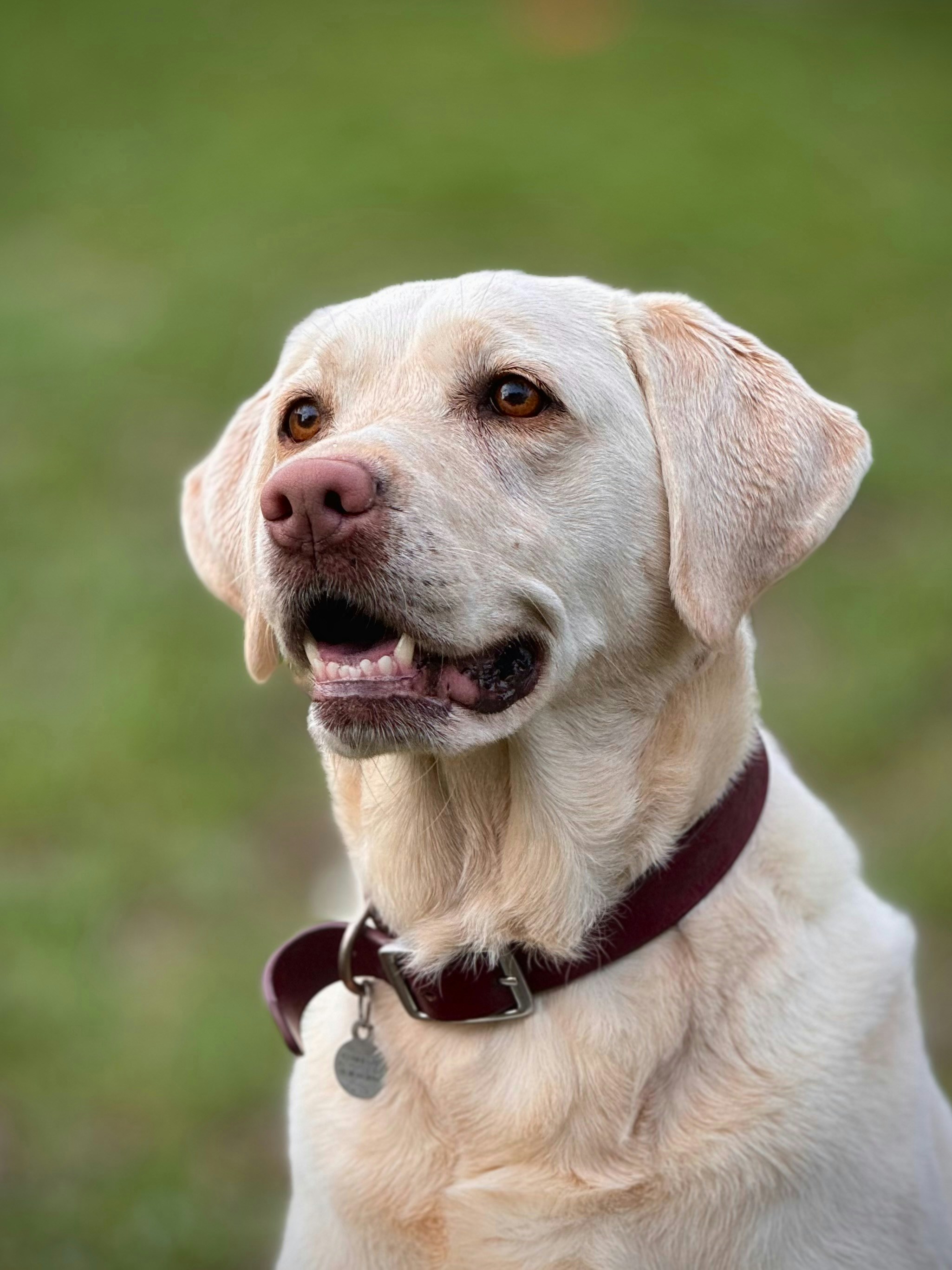 A close up of a dog with a collar on photo – Free Dog Image on Unsplash