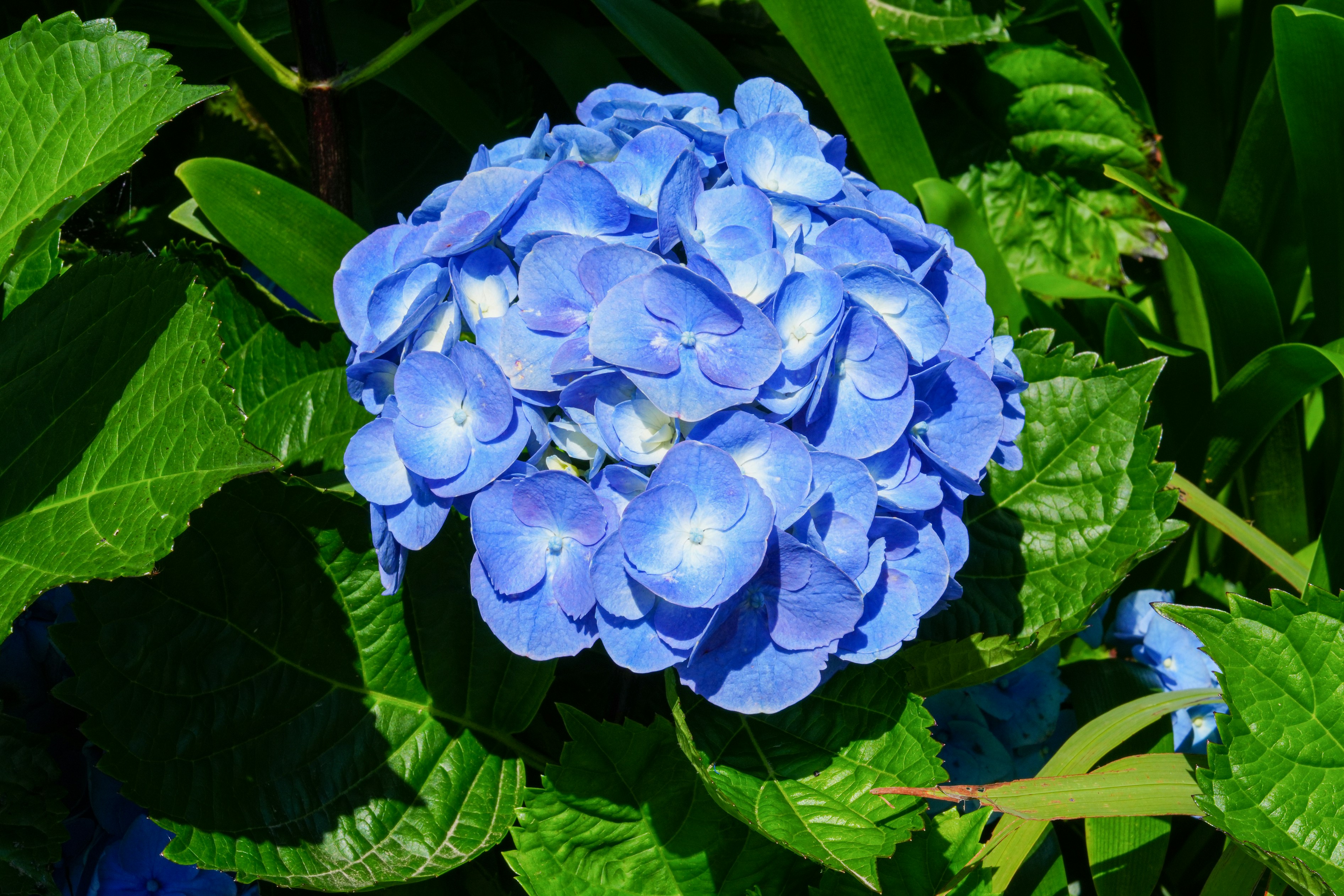 Azure Hydrangea Crown Nestled among Verdant Leaves