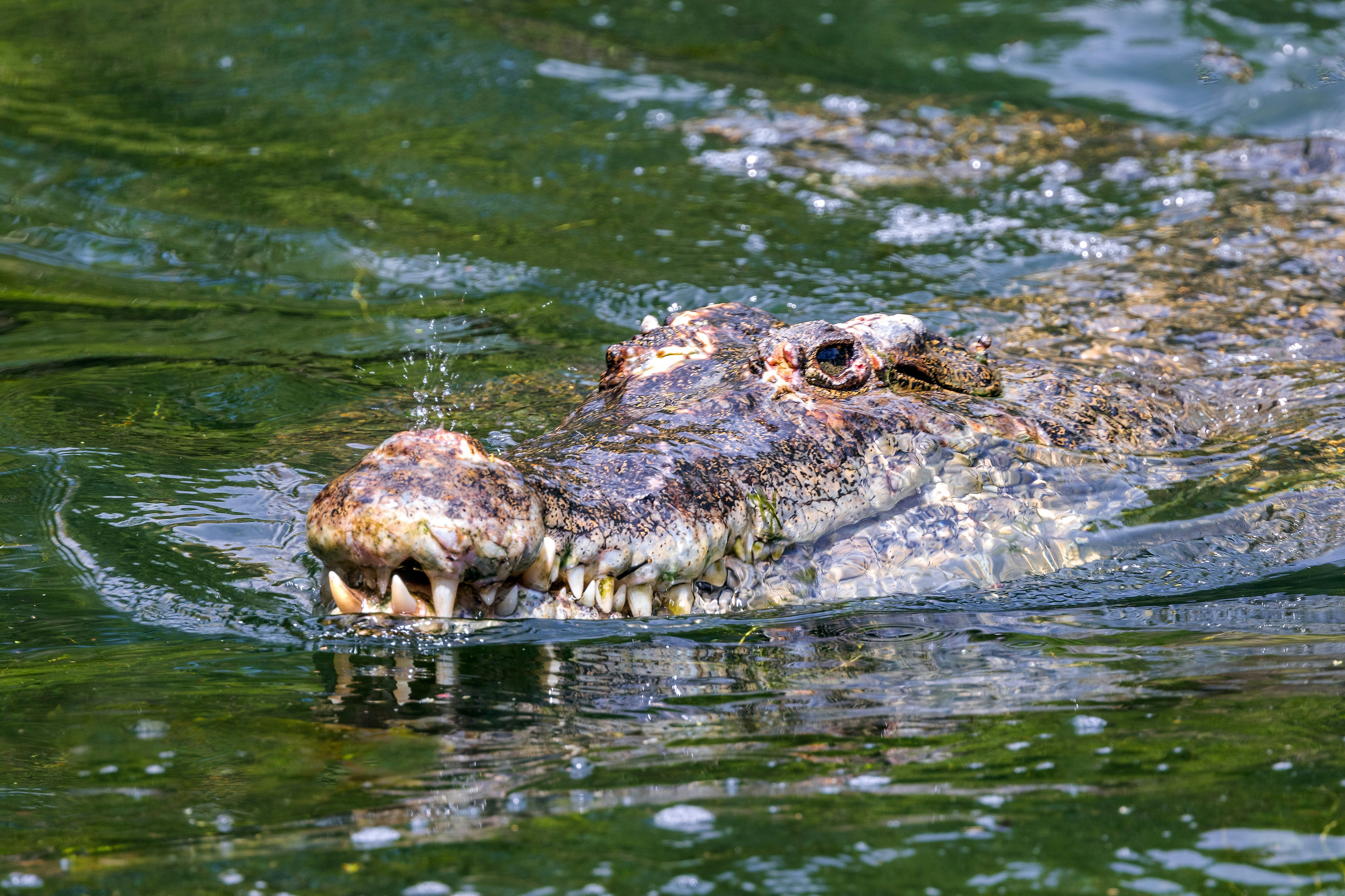 A large alligator swimming in a body of water photo – Free Australia ...