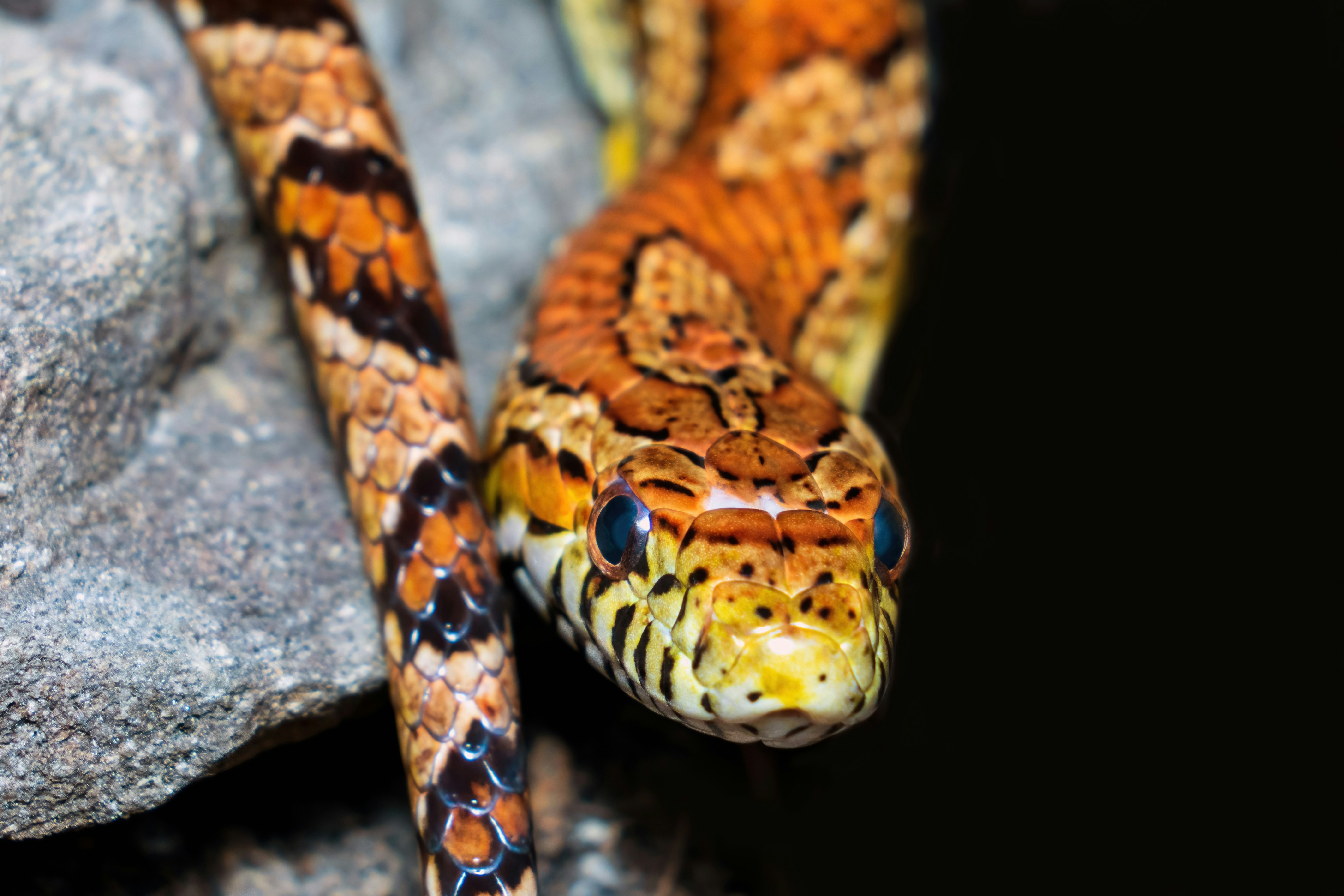 A colourful American corn snake.