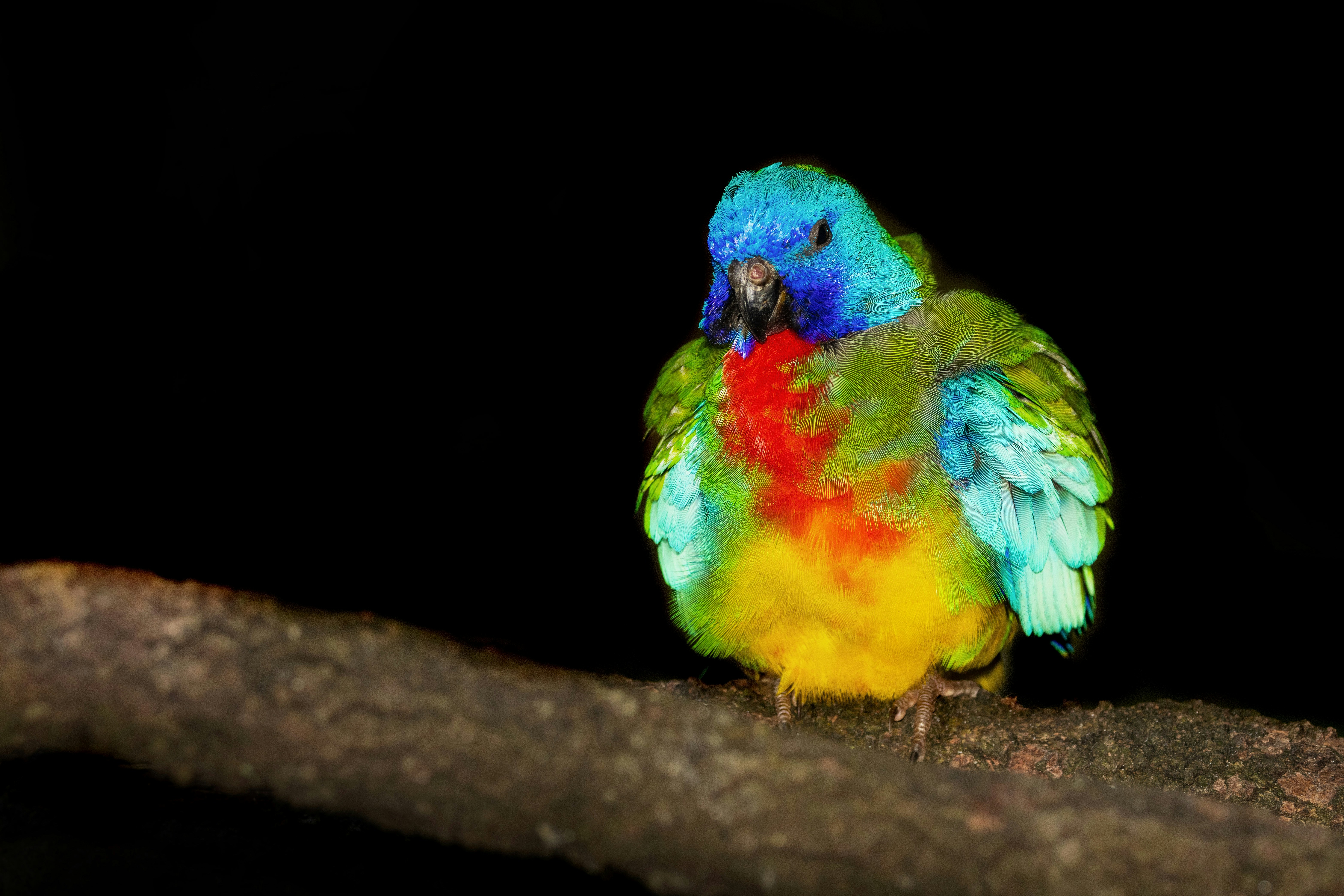 Chromatic Parrot on a Moonless Branch: Neon Feathers in Noir
