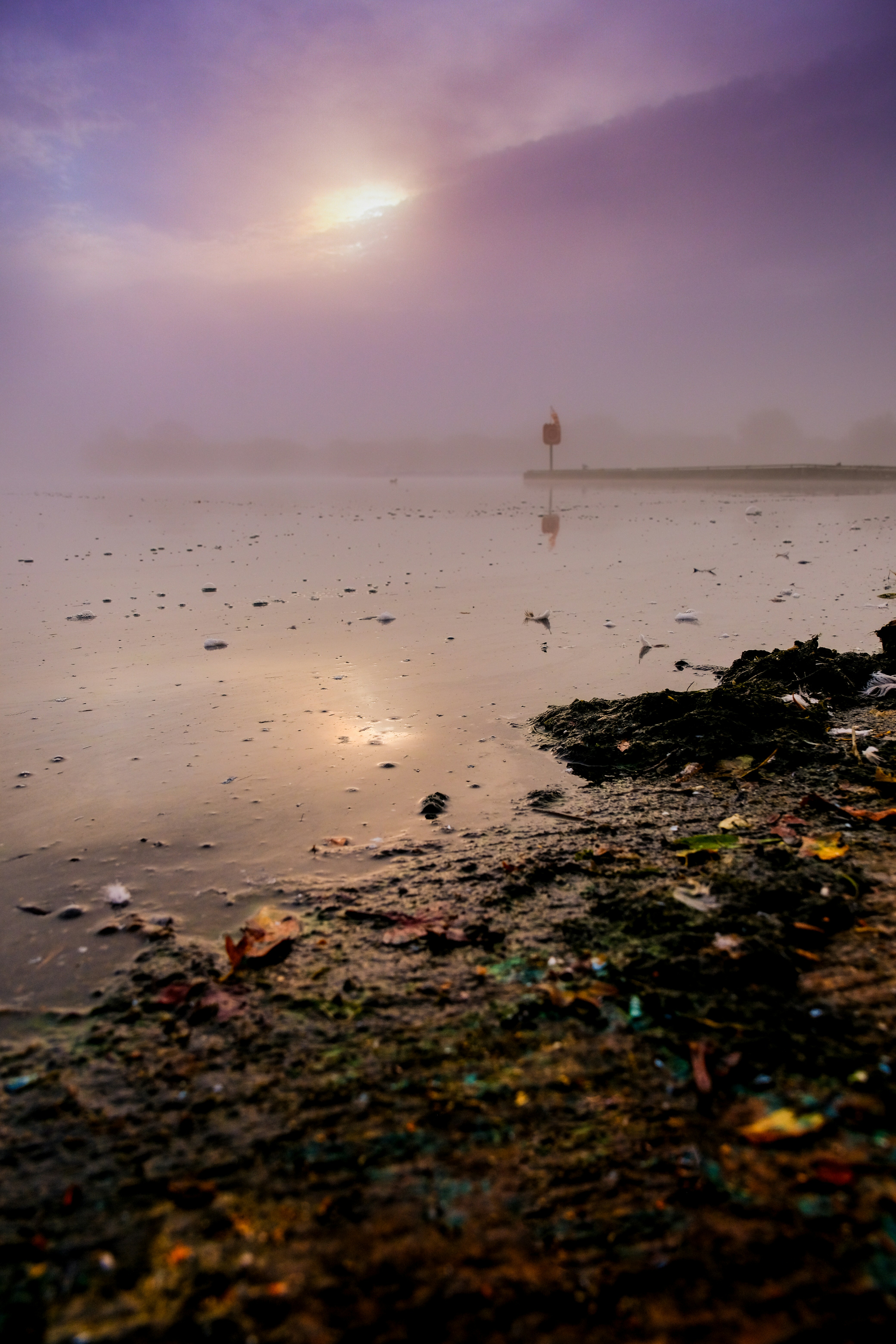 Silhouette at Dawn: A Lone Bird Stands on Misty Shore