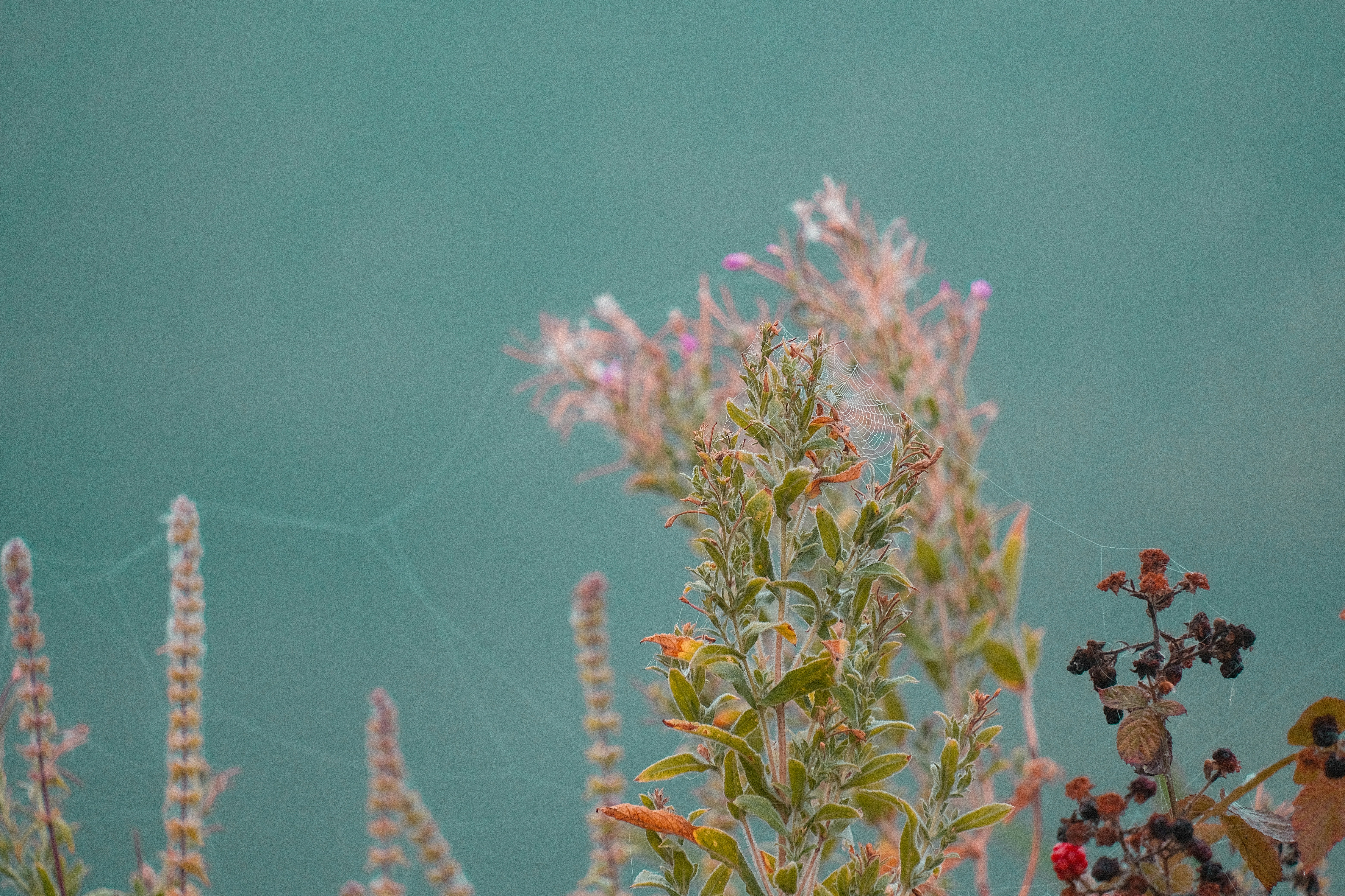 Teal Quiet: Silk Threads Between Blooming Stems