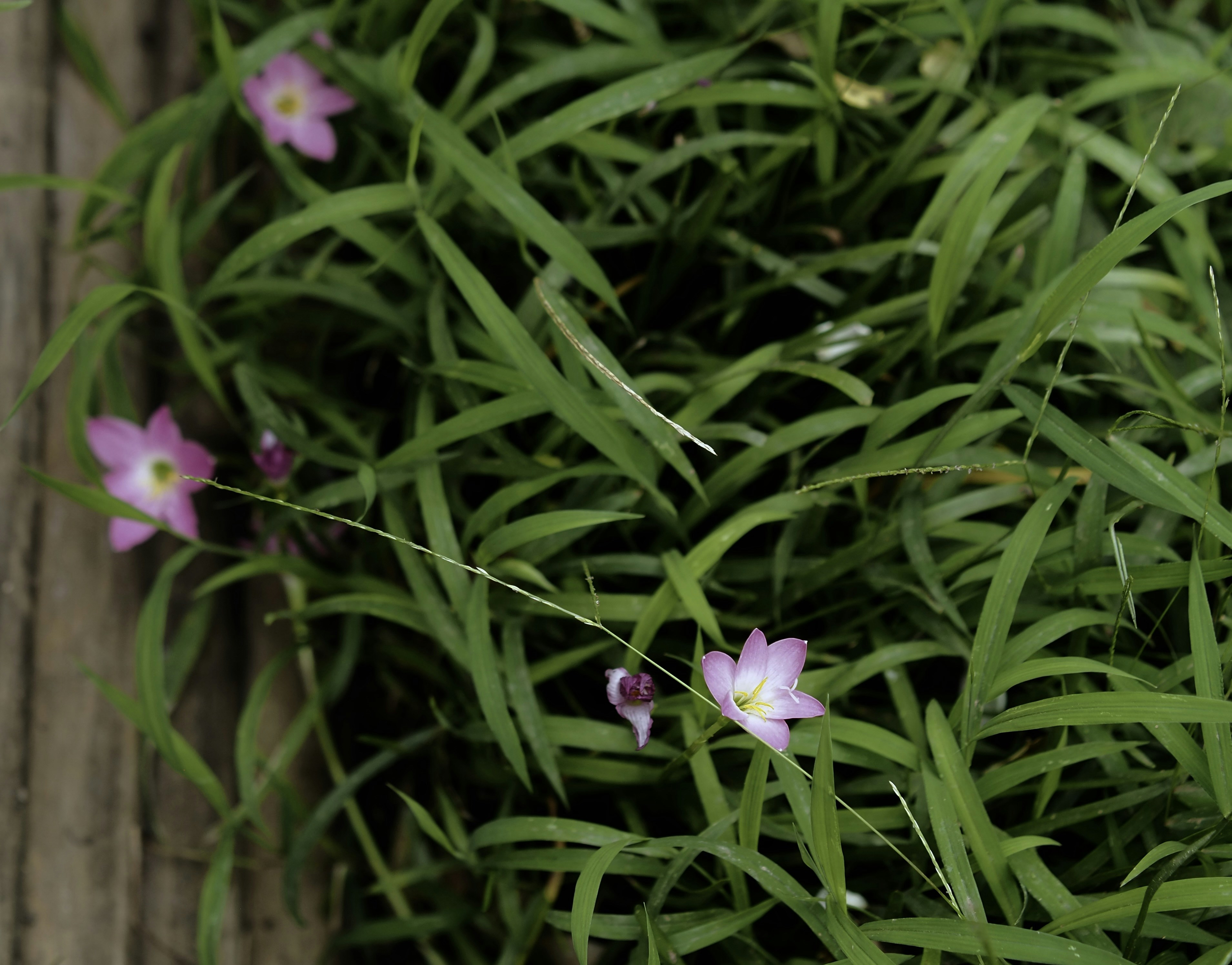 Petal Amid the Green: a Delicate Pink Bloom Among Narrow Blades