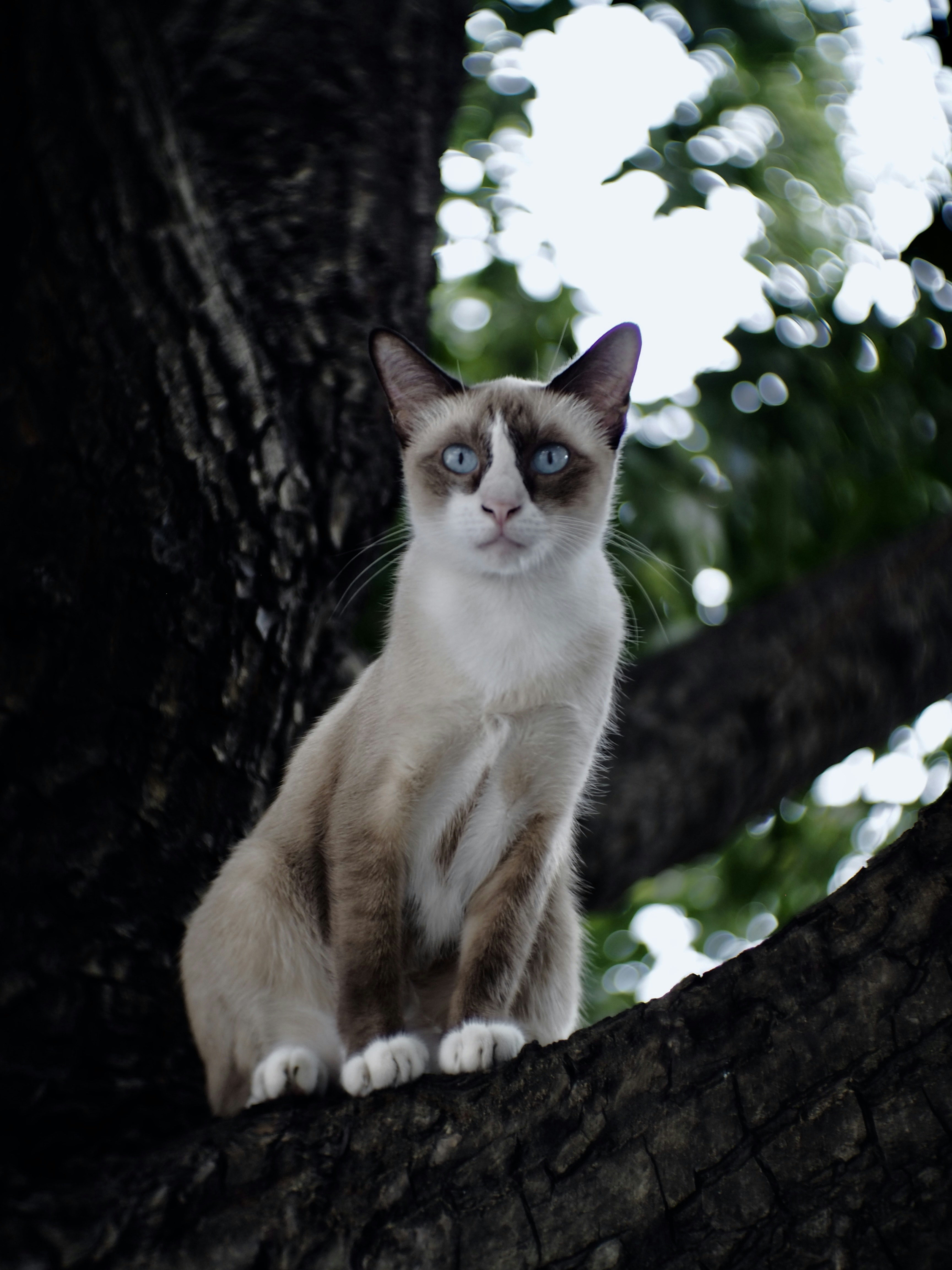 A siamese cat sitting on a tree branch photo – Free Thailand Image on ...