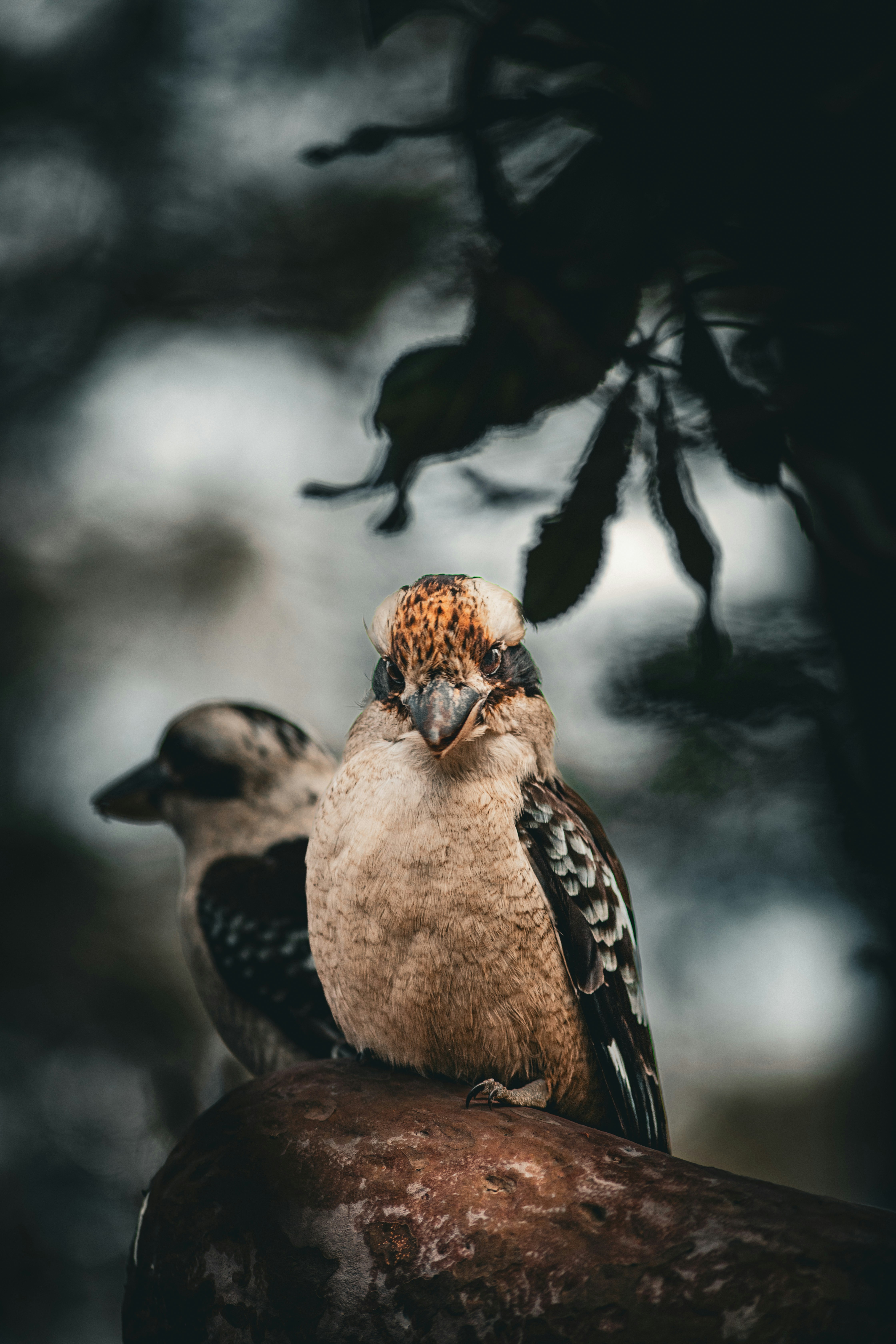 The Watchful Guardian of the Canopy