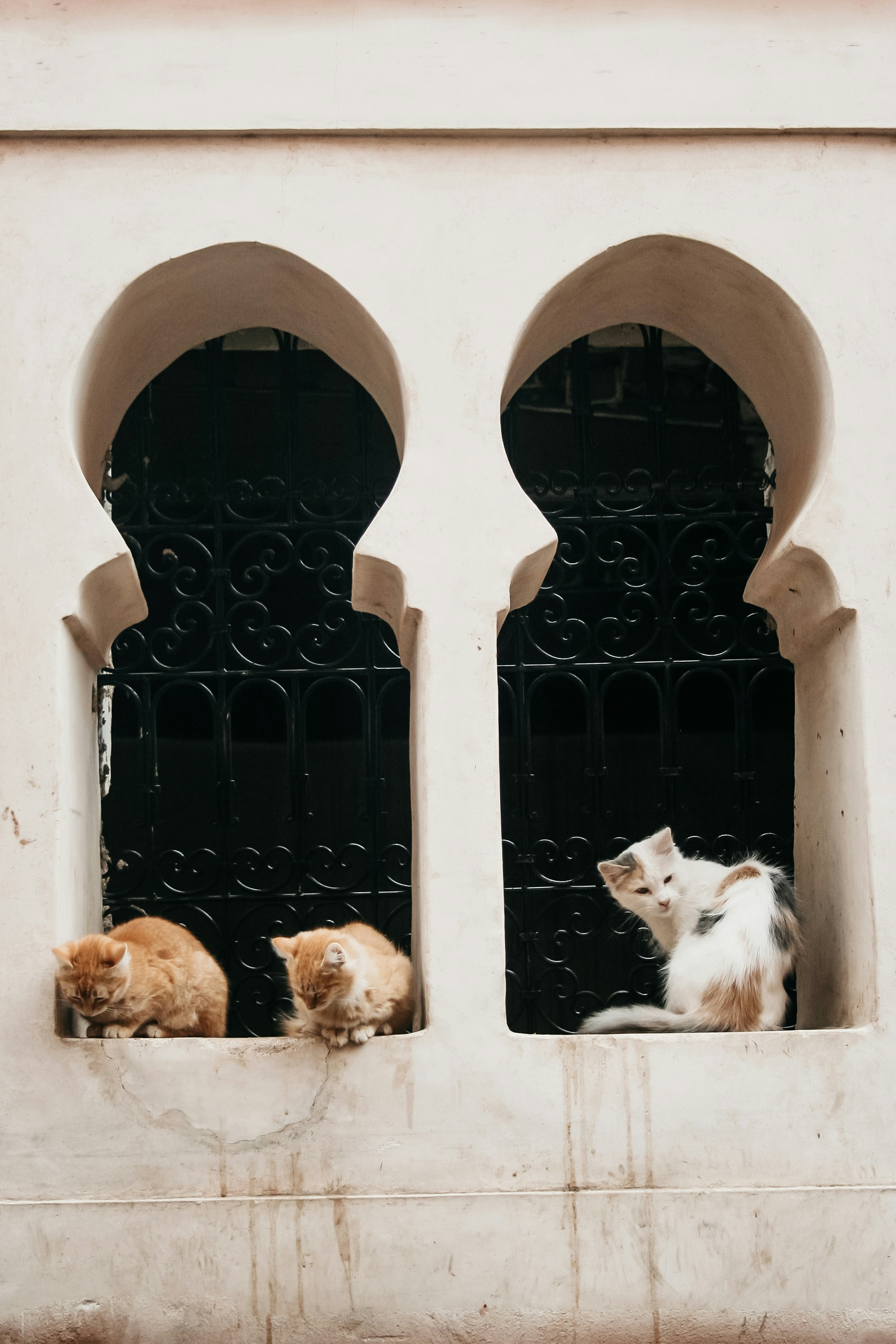 Archway Companions: Three Cats on a Pale Facade
