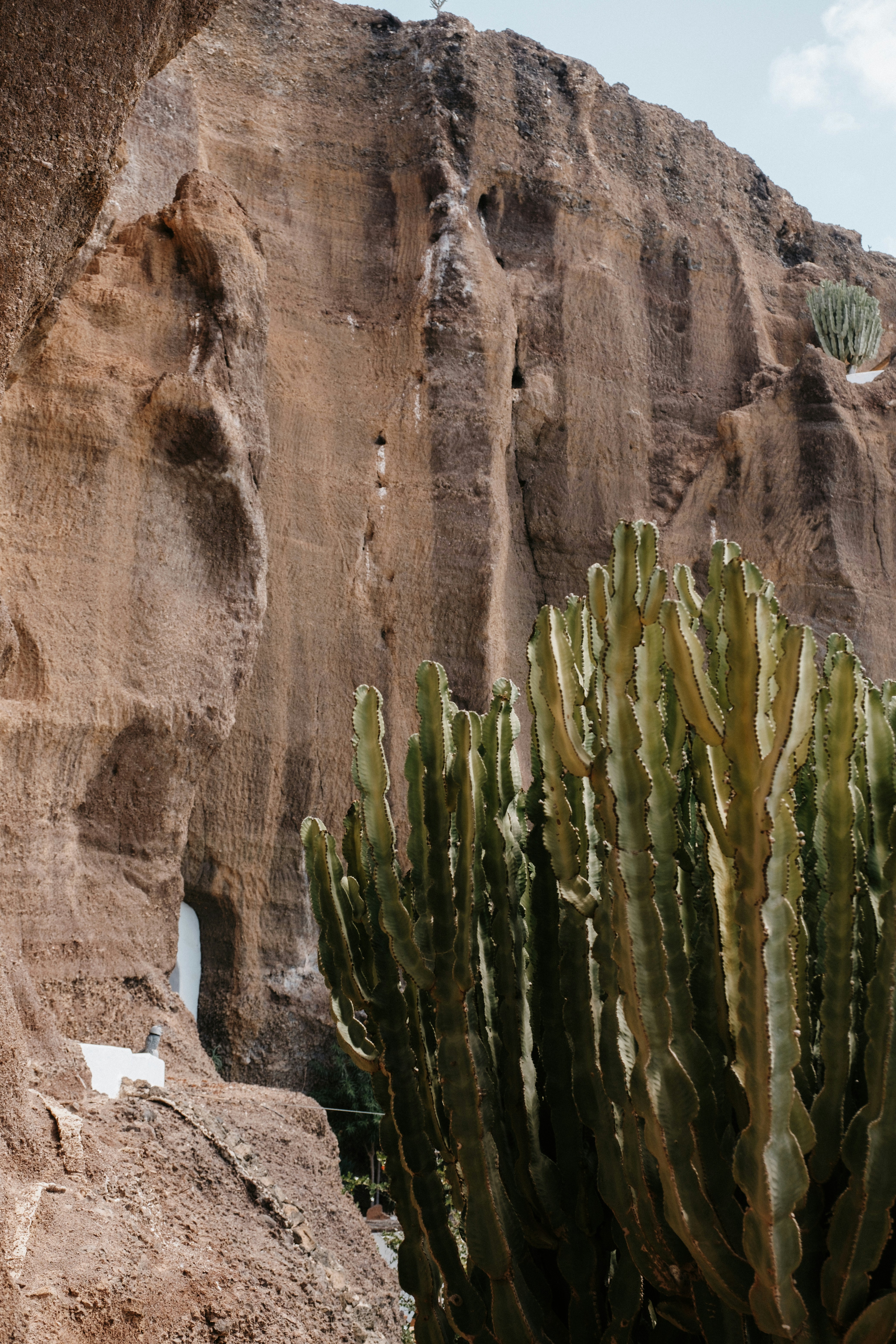Cactus silhouette against weathered canyon walls
