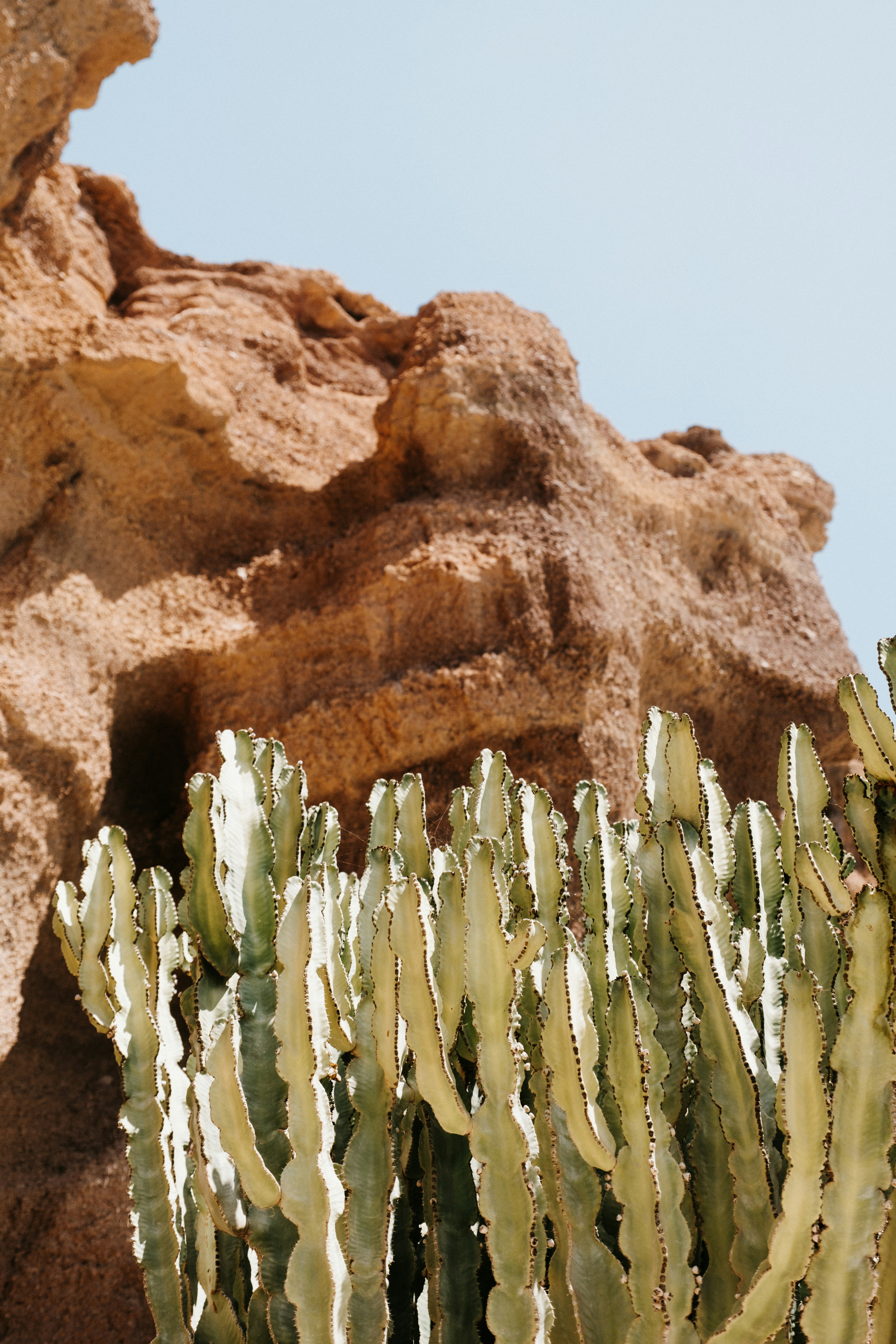 Cacti Fronds Against Rusty Cliff Under Clear Sky