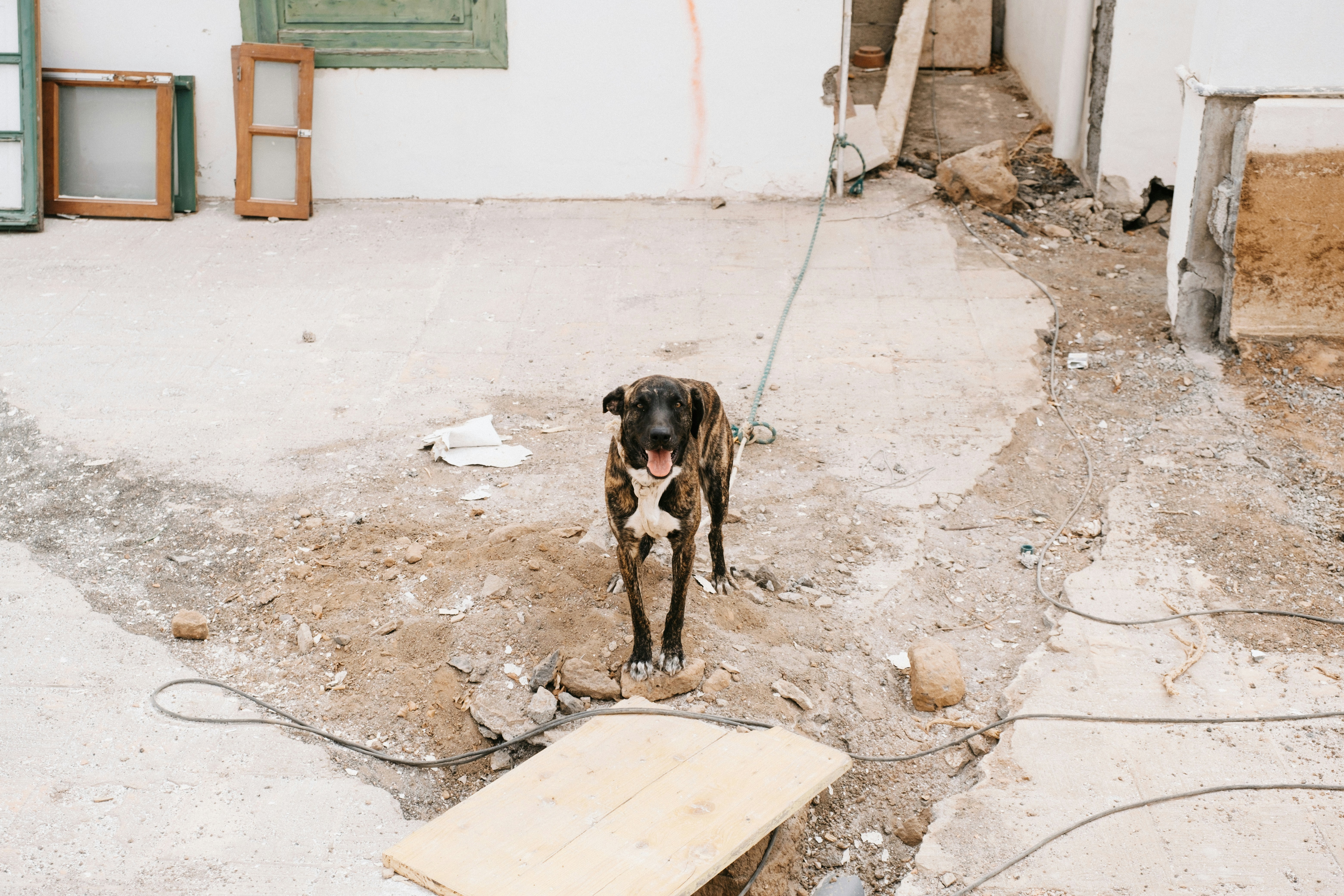 Dusty Threshold: A Stray Dog Pauses Between Crumbling Doorframes