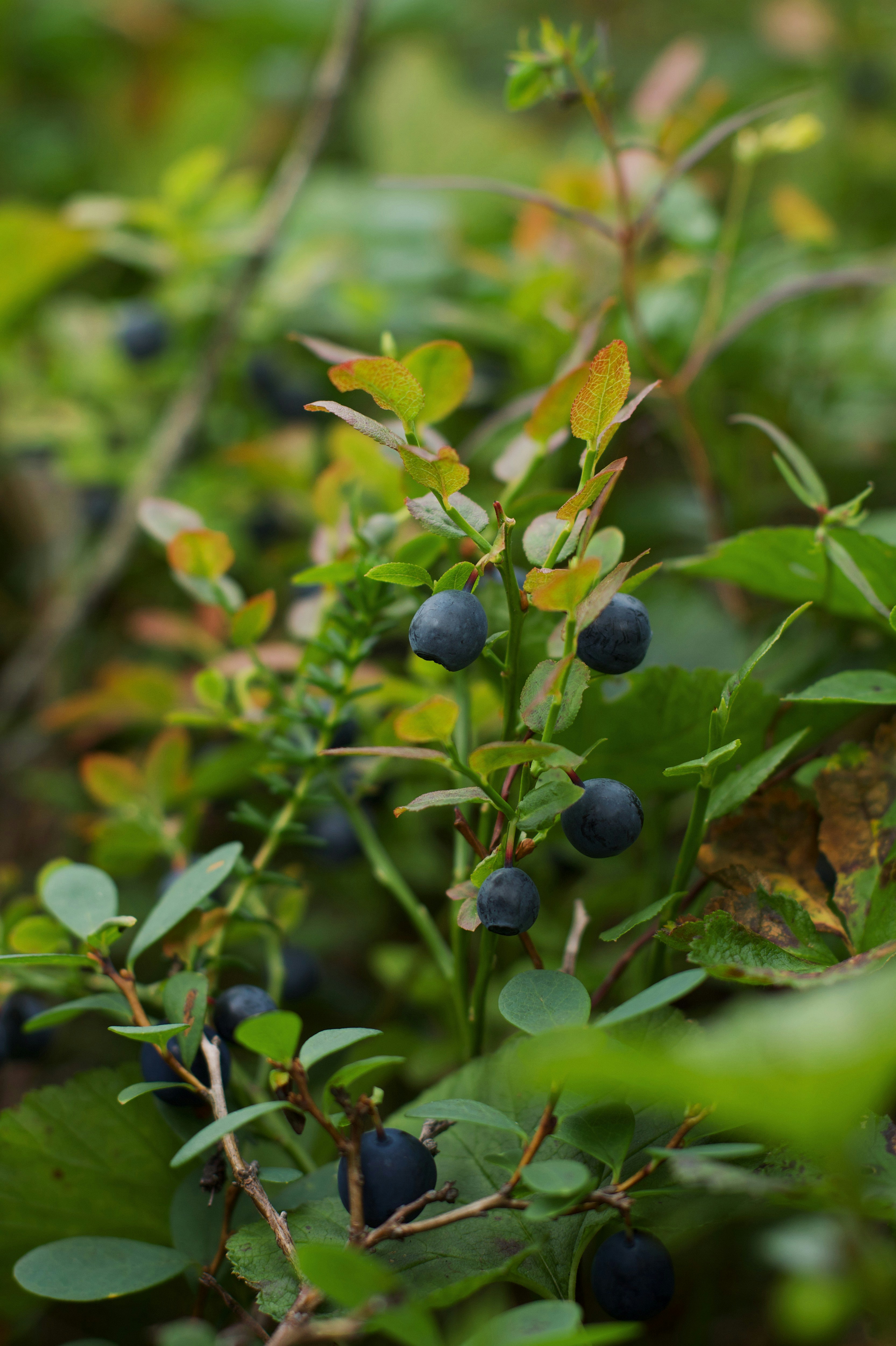 Wild blueberries