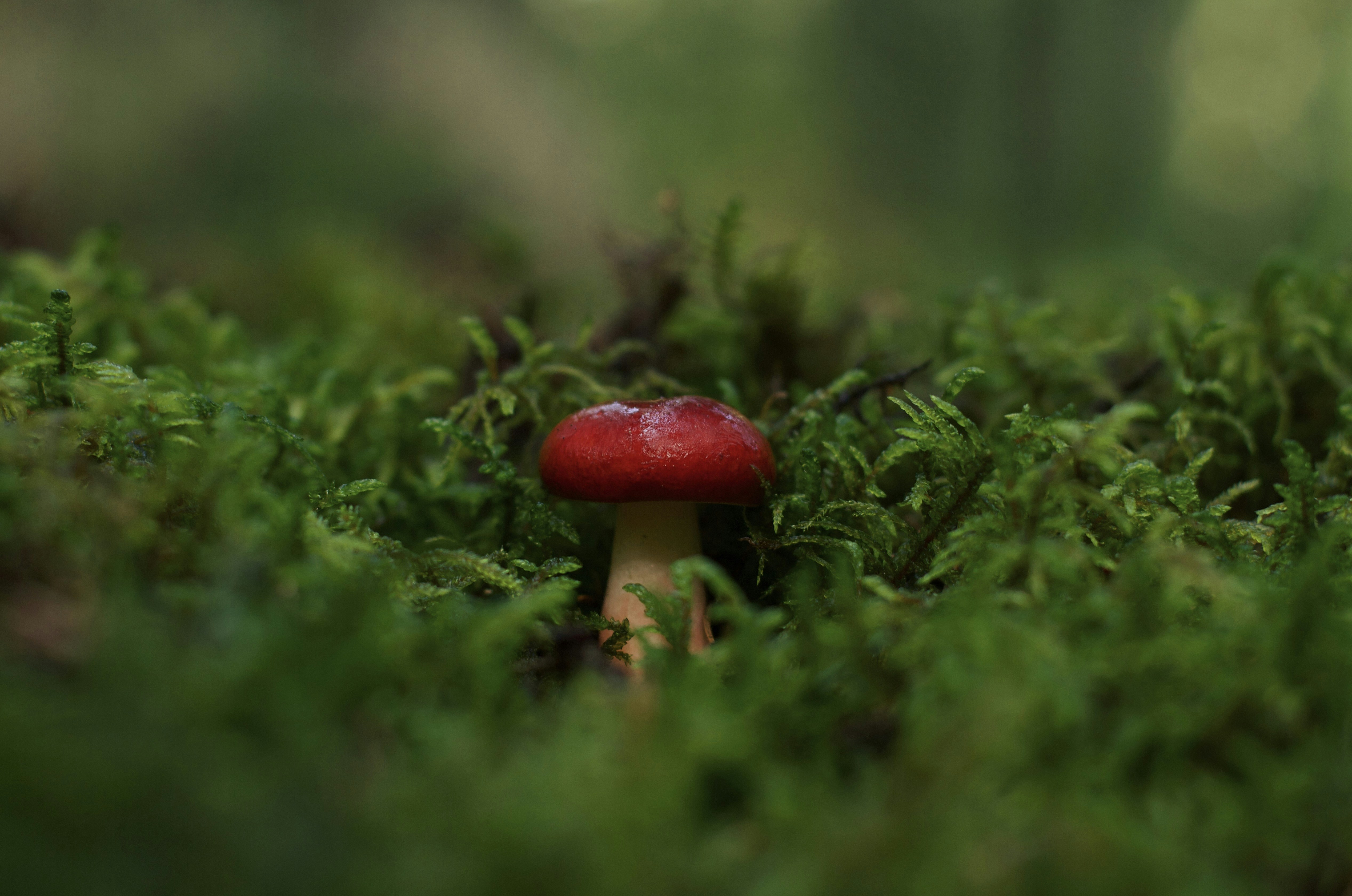 Tiny red mushroom