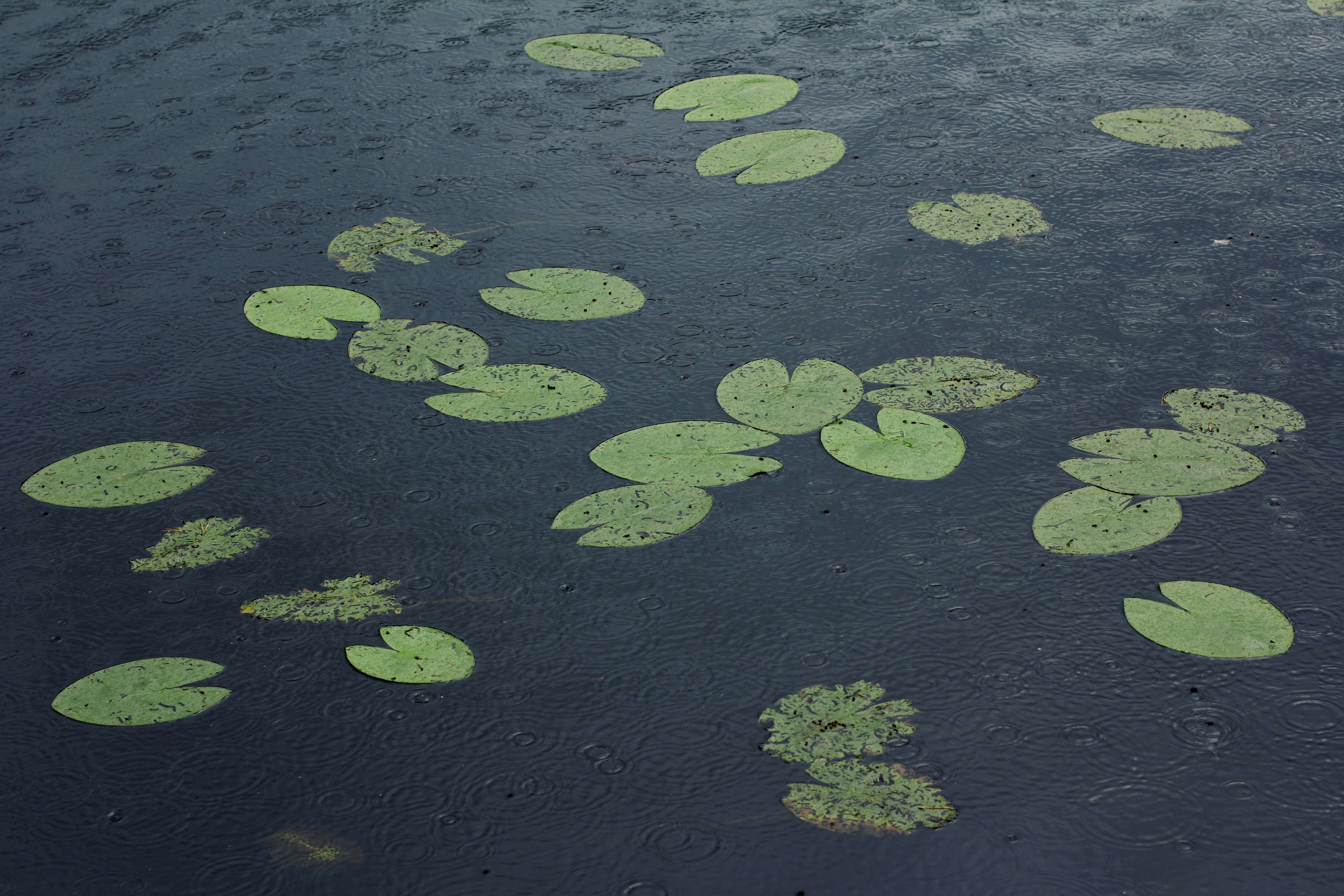 Top-Down Lily Pad Mosaic on a Quiet Pond