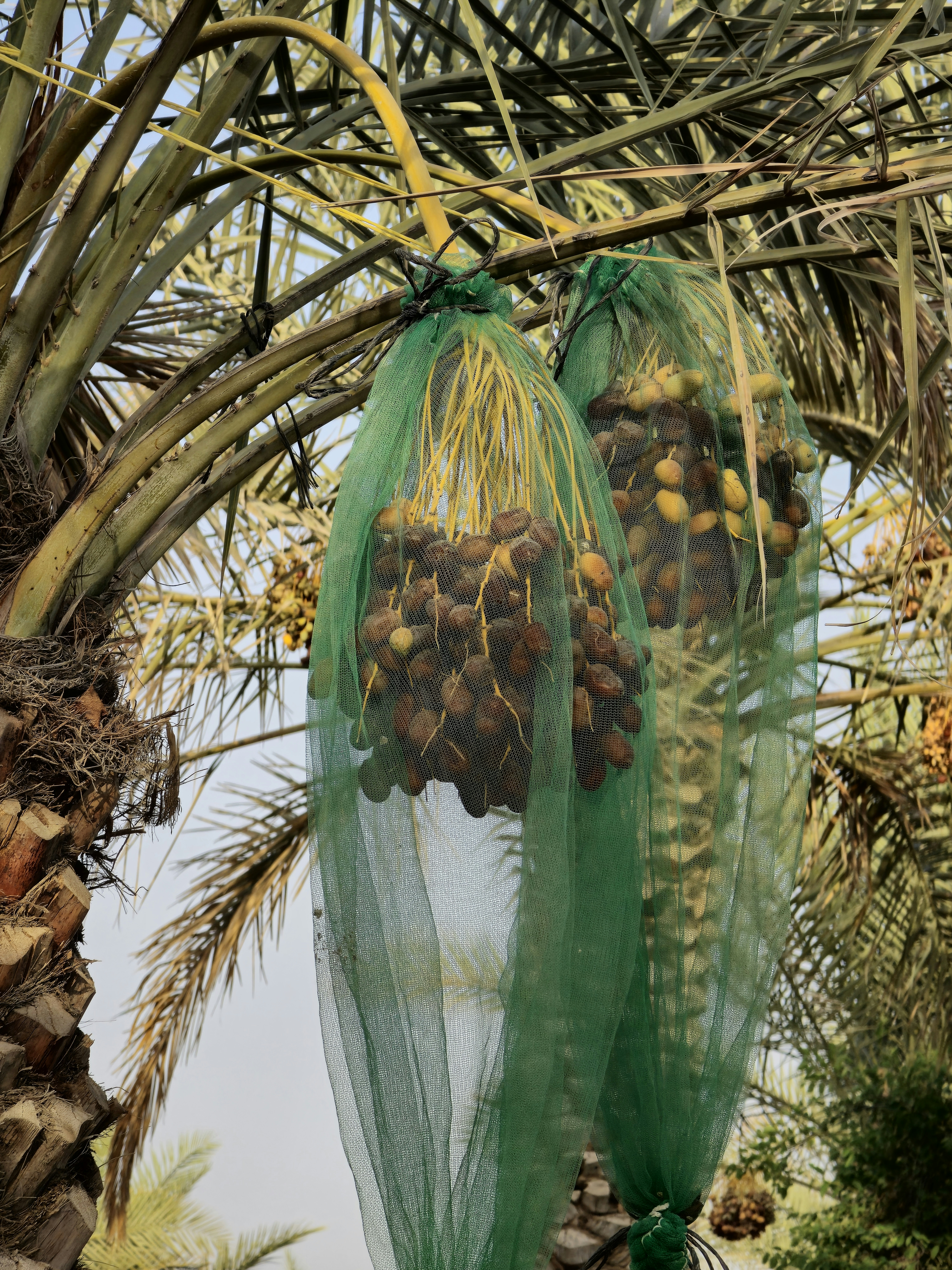 Date Bunches in Green Netting Beneath a Palm Canopy