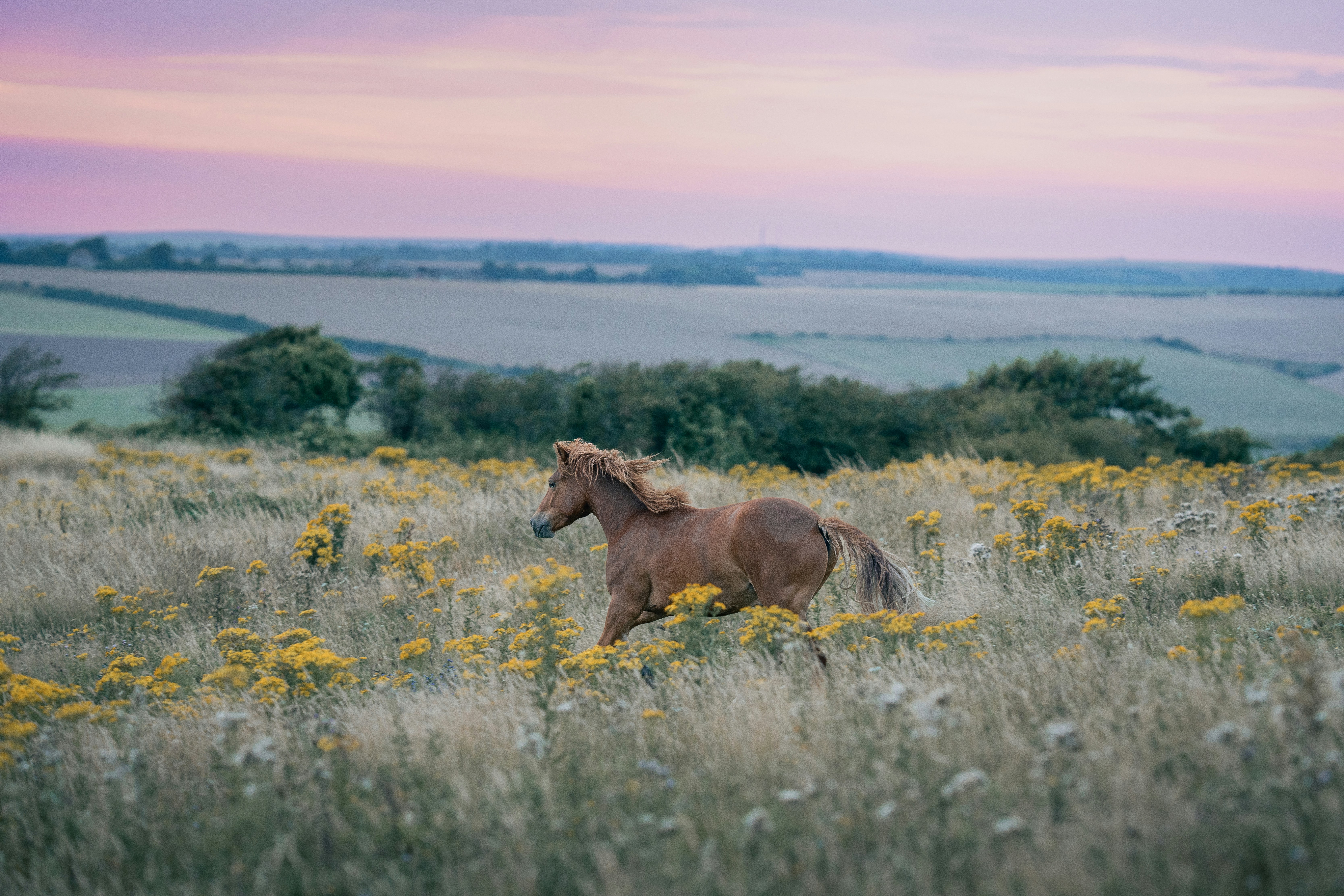 A horse running through a field of wildflowers photo – Free White ...