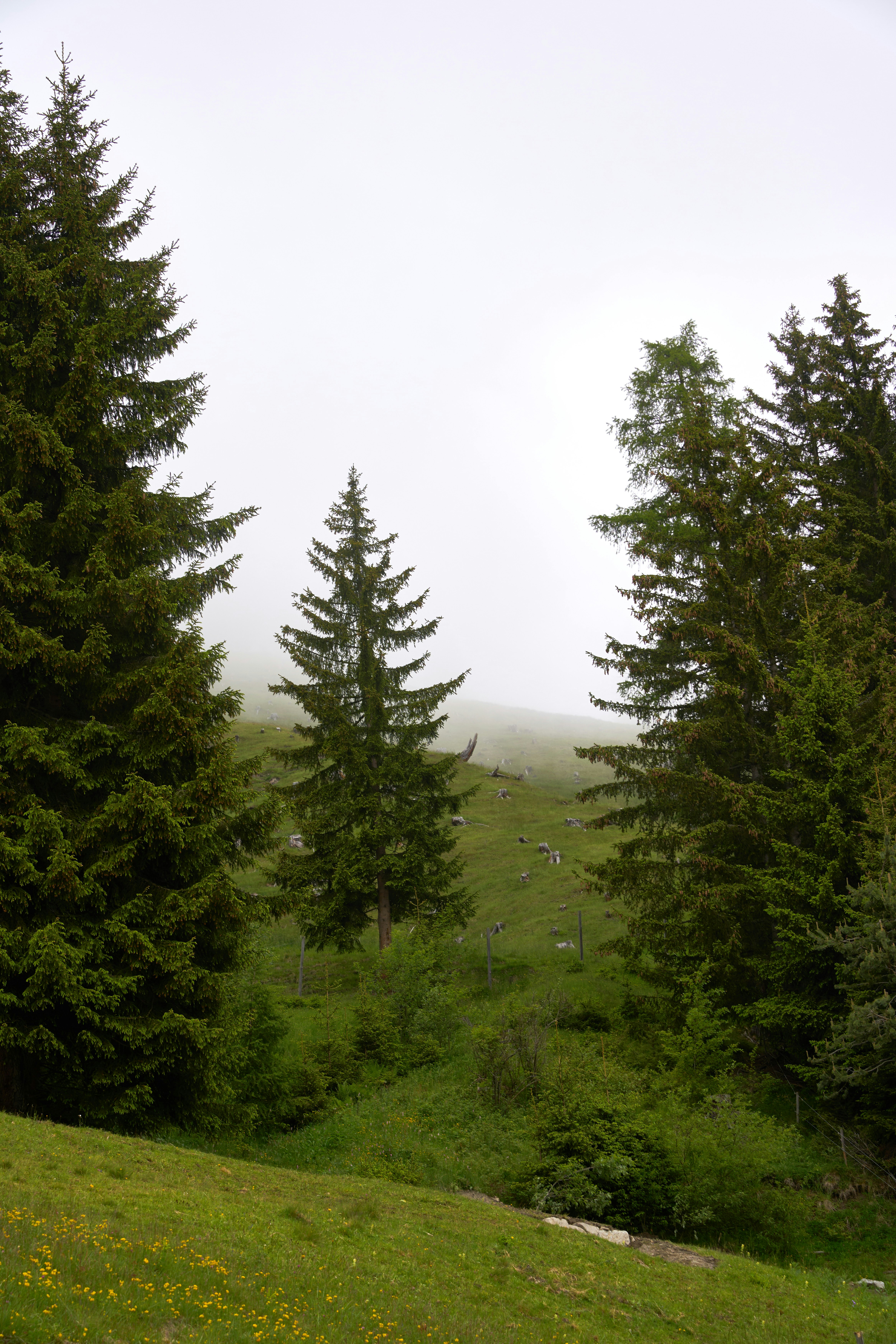 Photo by Wolfgang Hasselmann with Sony Alpha 7 IV