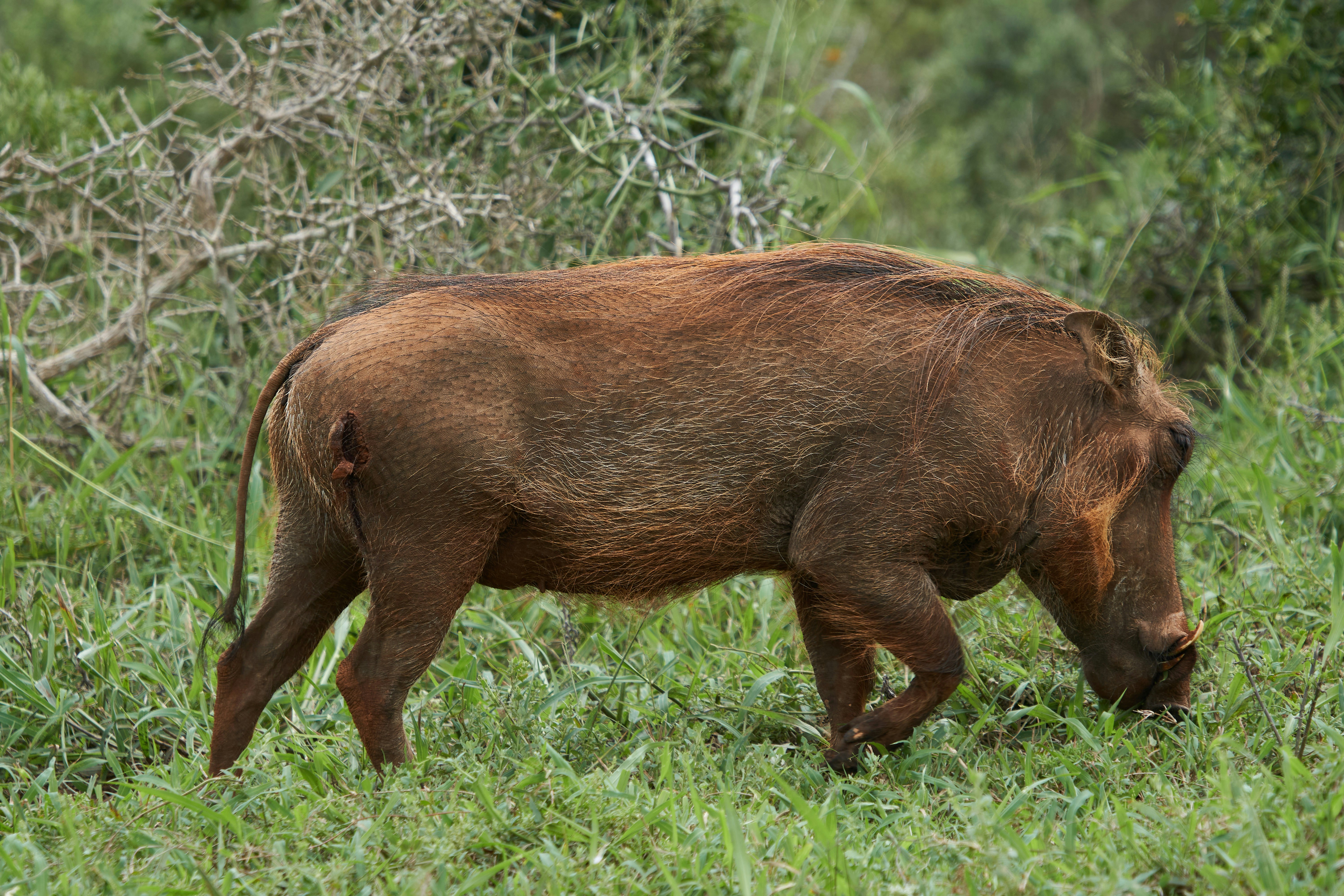A wild boar grazing in a grassy field photo – Free Animal Image on Unsplash