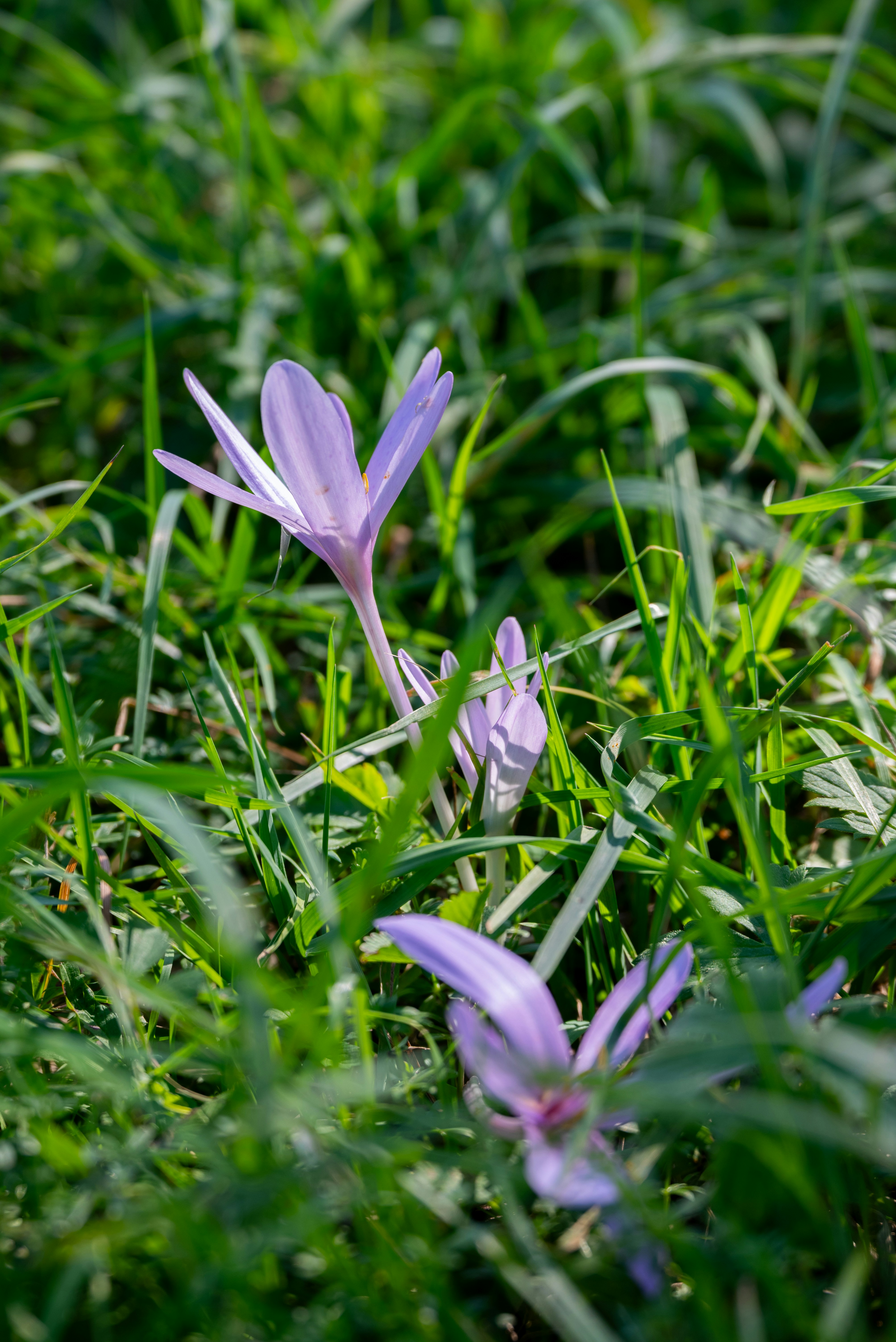 Lavender Lily Breaking Through Sunlit Grass