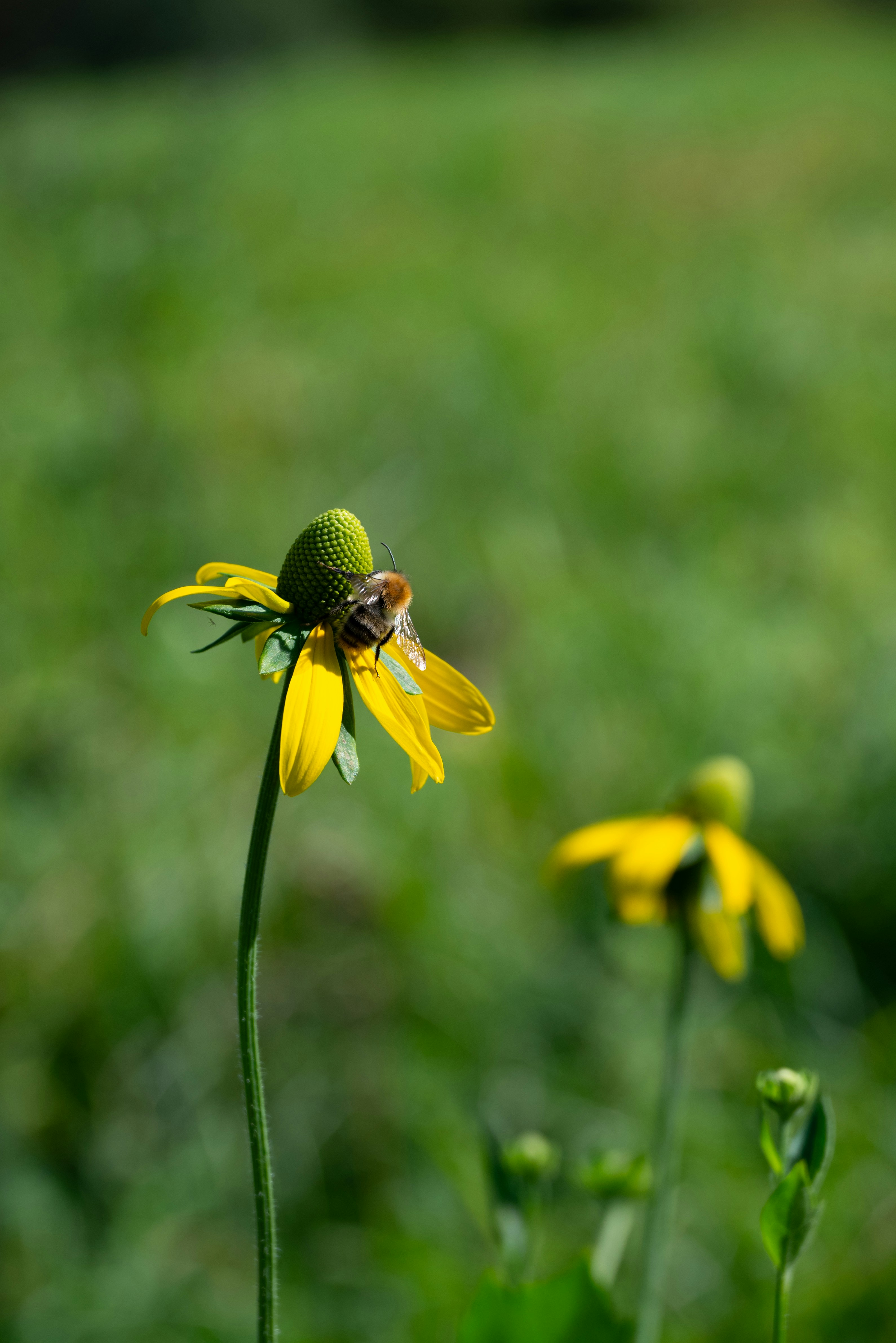 Bee on a Sunflower Crown: A Quiet Meadow Moment