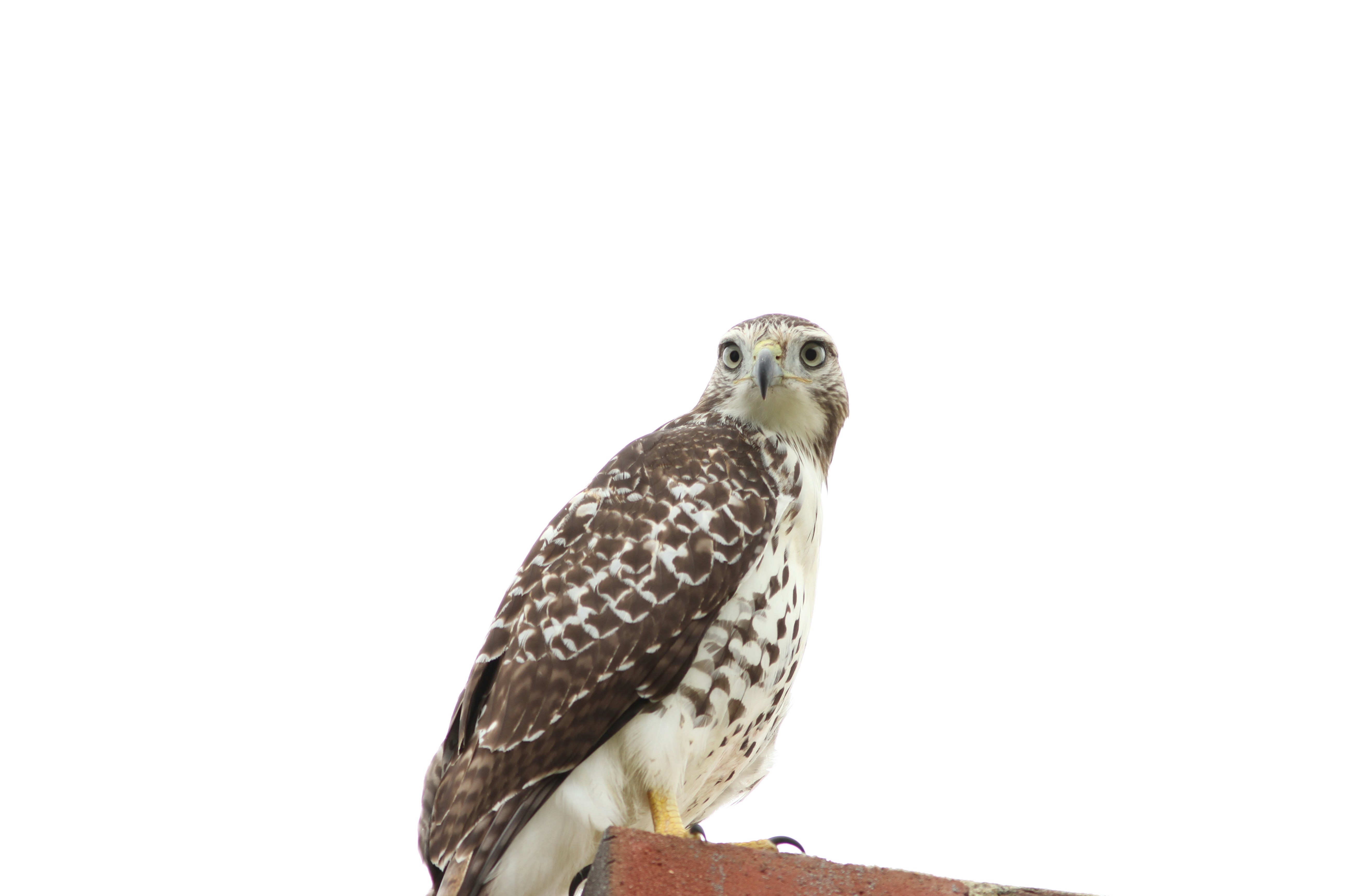 A hawk perched atop a brick structure, gazing intently into the distance against a stark white background.