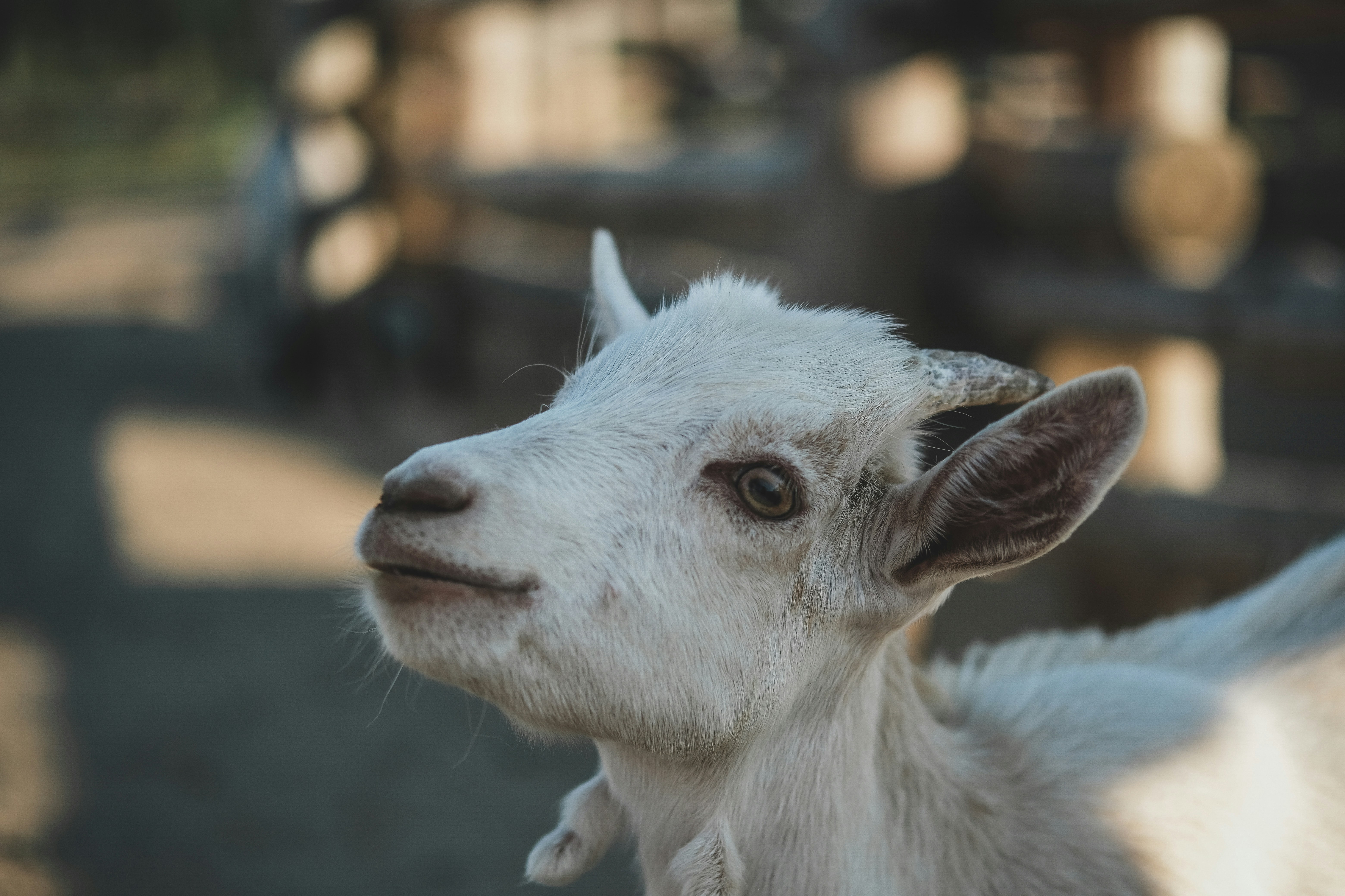 A close up of a goat with a blurry background photo – Free Animal Image ...