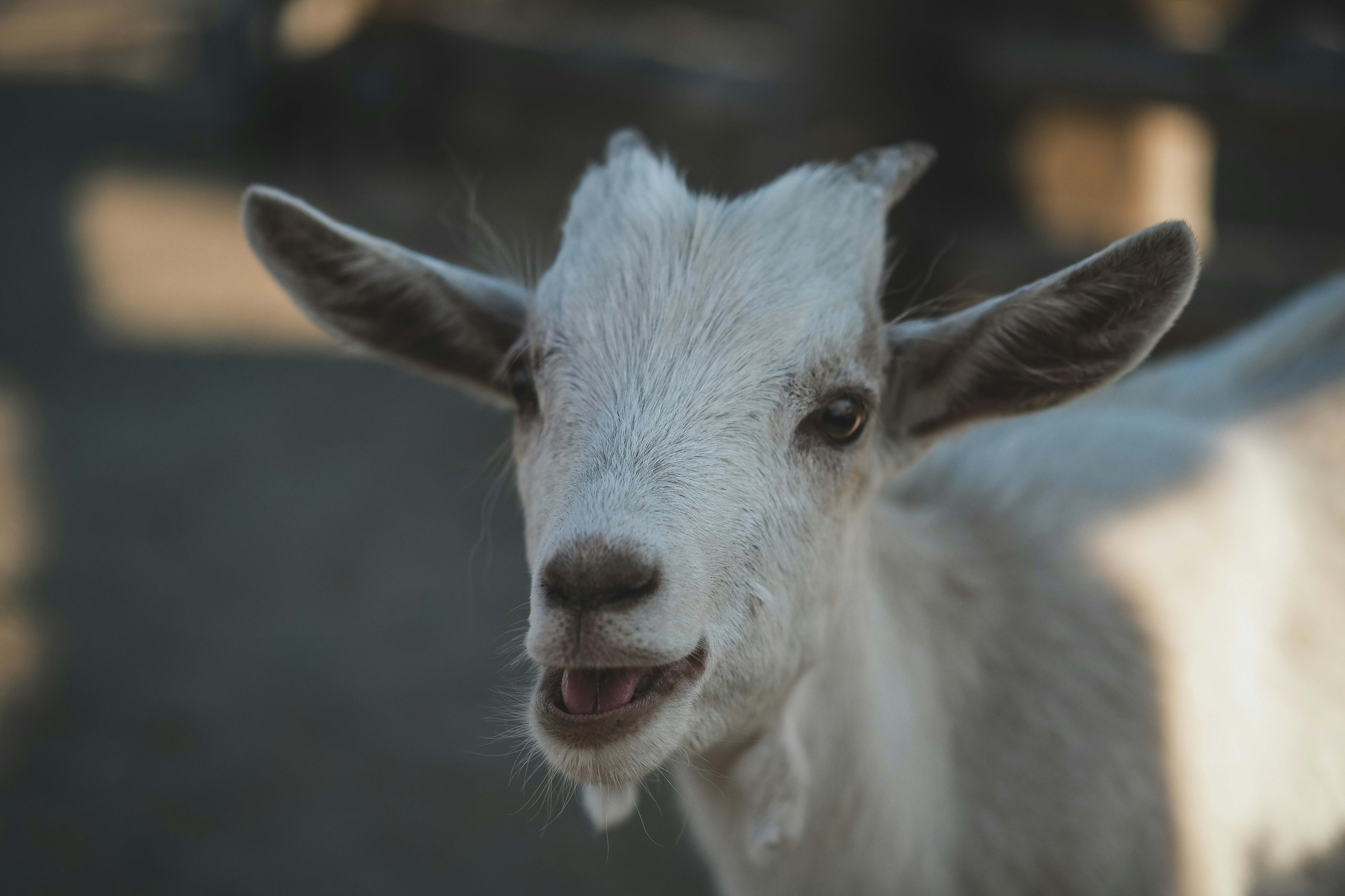 A close up of a goat with a blurry background photo – Free Animal Image ...