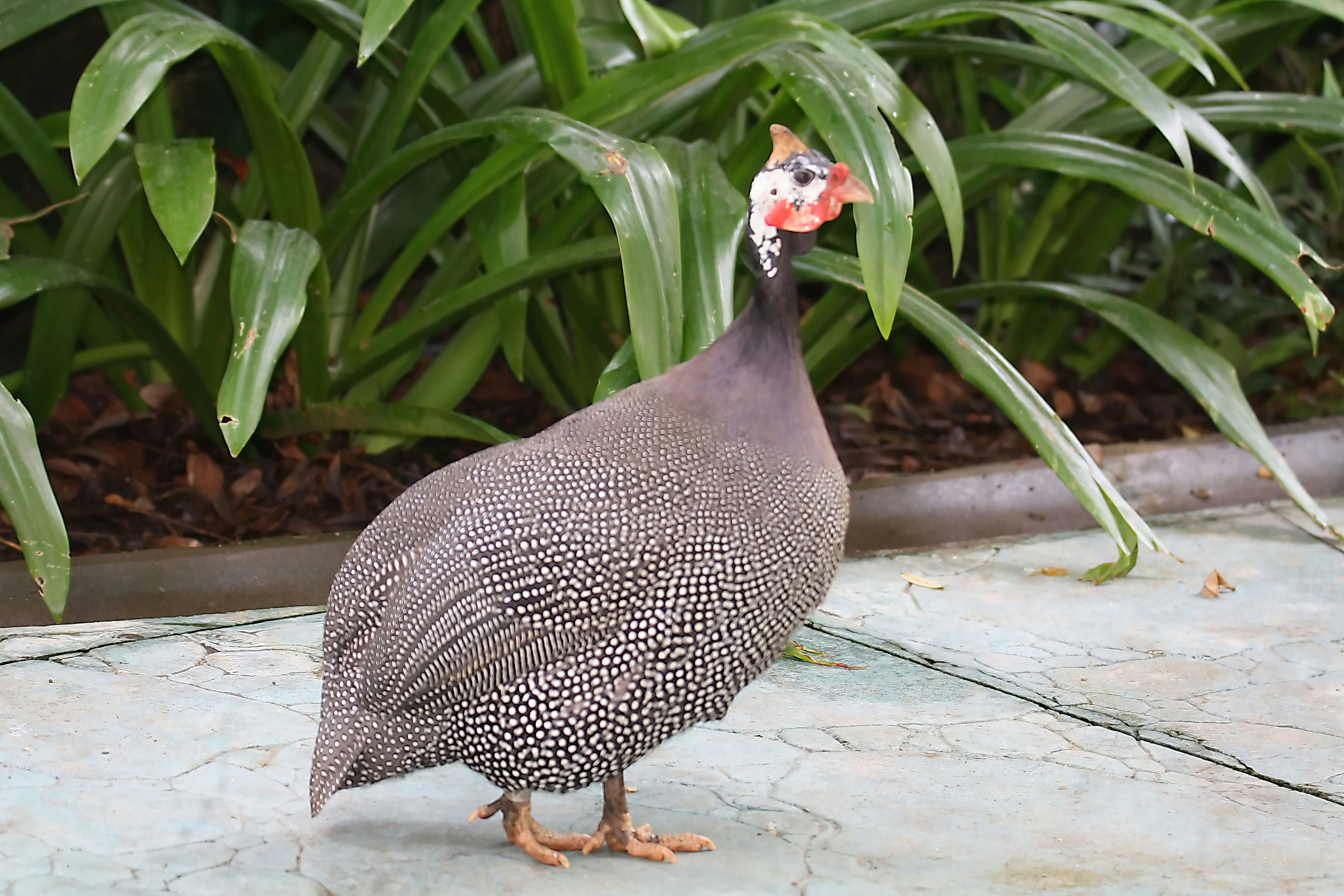 A gray bird with a red beak standing on a rock