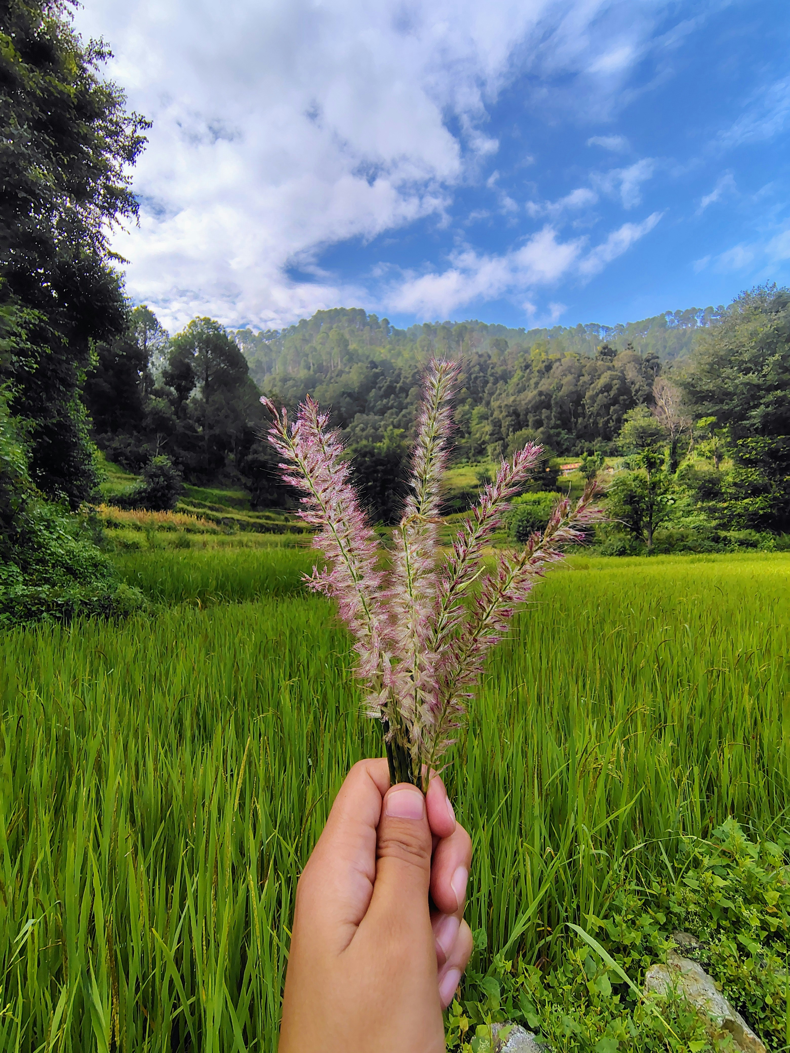 Pink-tinged Plumes Framed by a Verdant Valley
