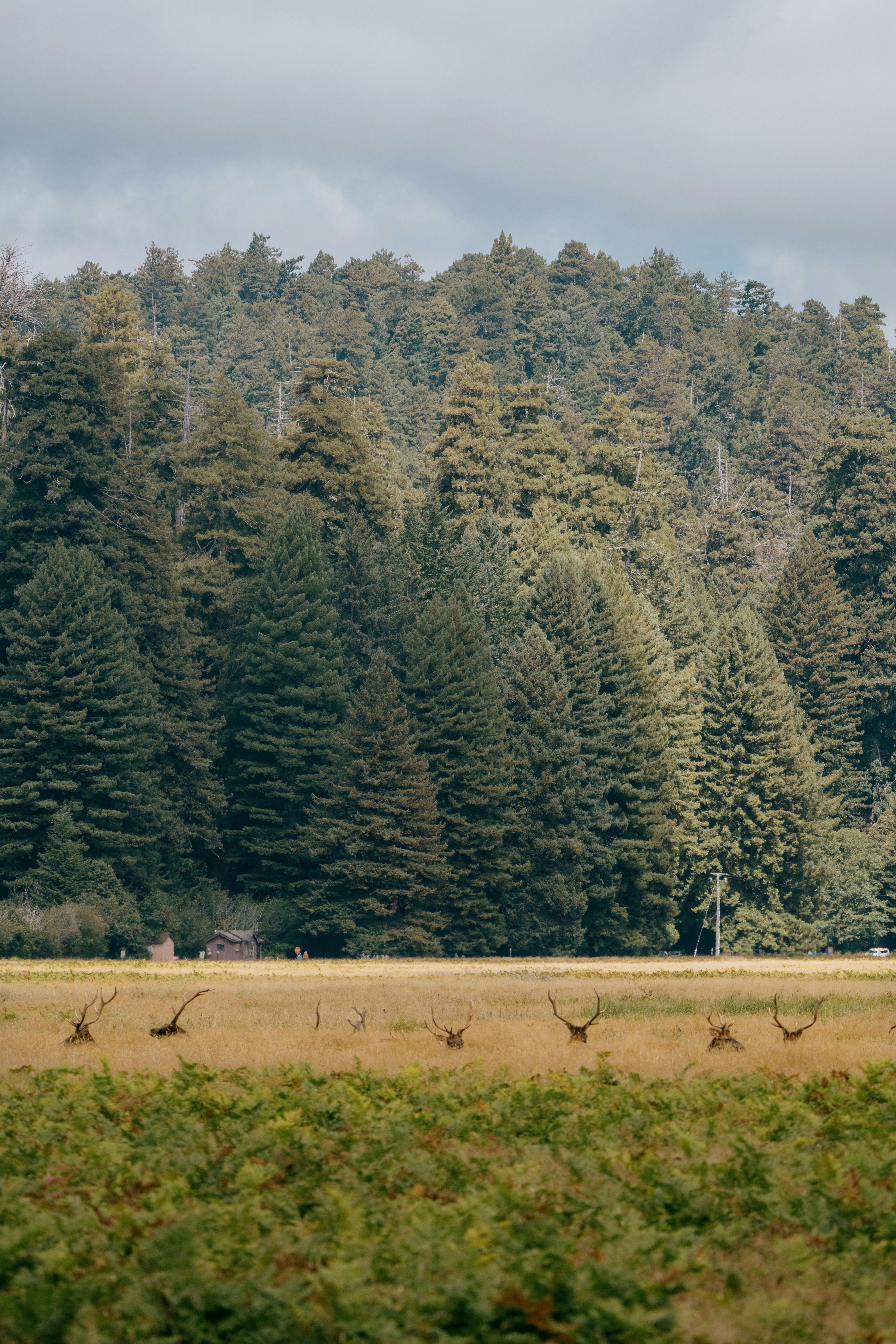 Deer at the Meadow's Edge Under a Pine Cathedral