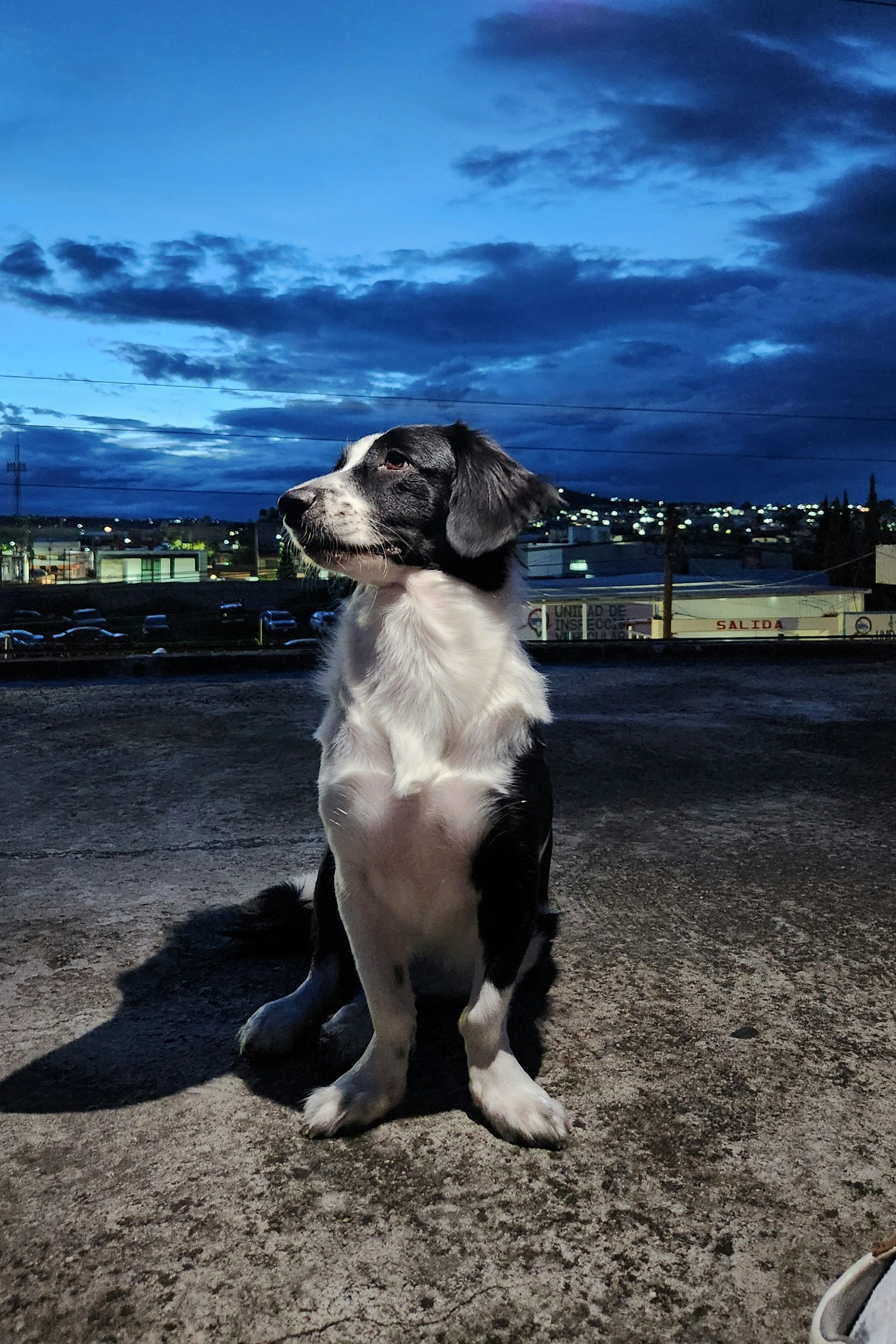 Blue-hour street photograph of a black-and-white border collie sitting on a concrete surface with city lights in the background.