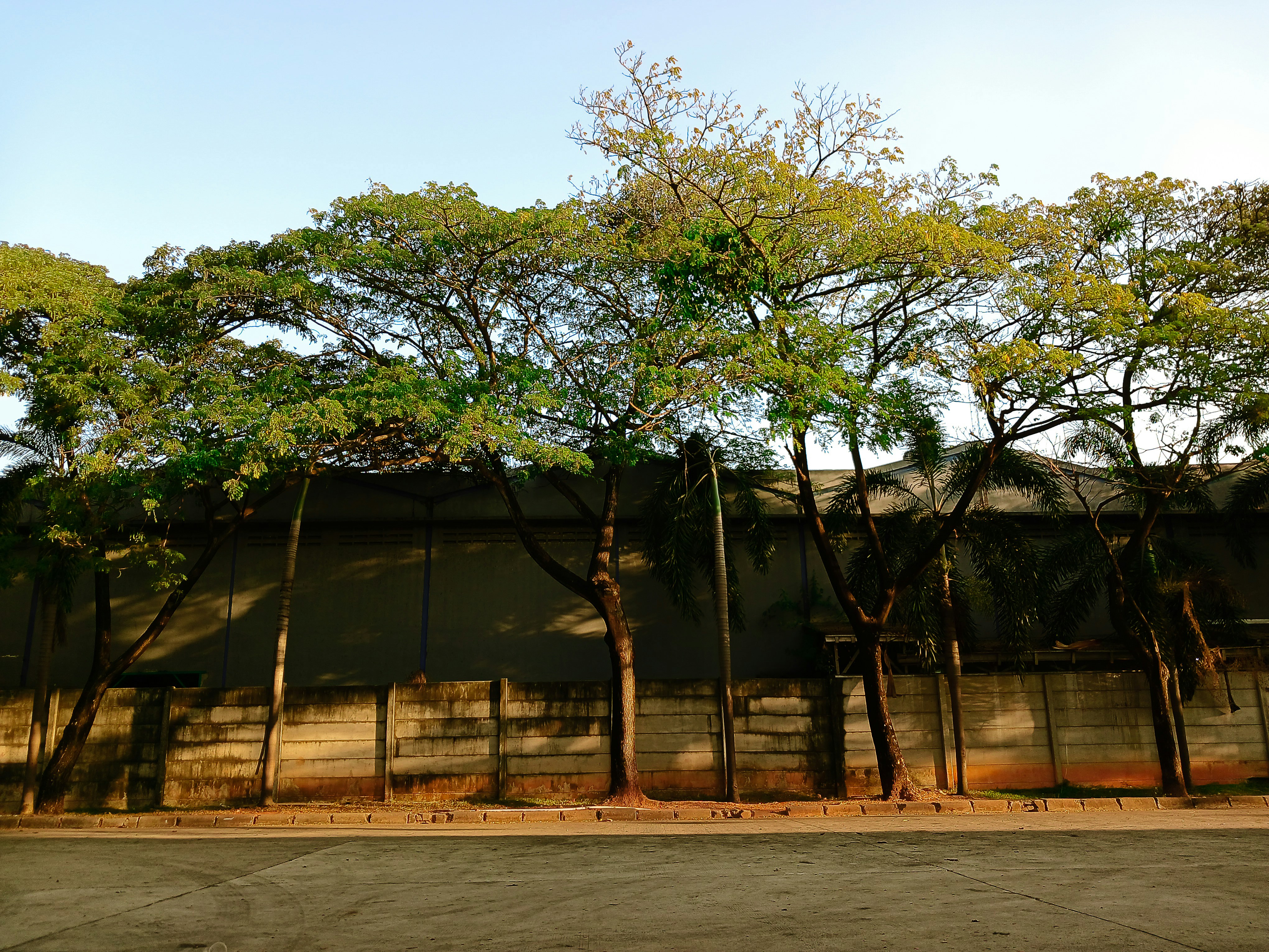 Row of trees along a sunlit brick wall beside a quiet street. Warm light pools along the curb beneath the leafy canopy.