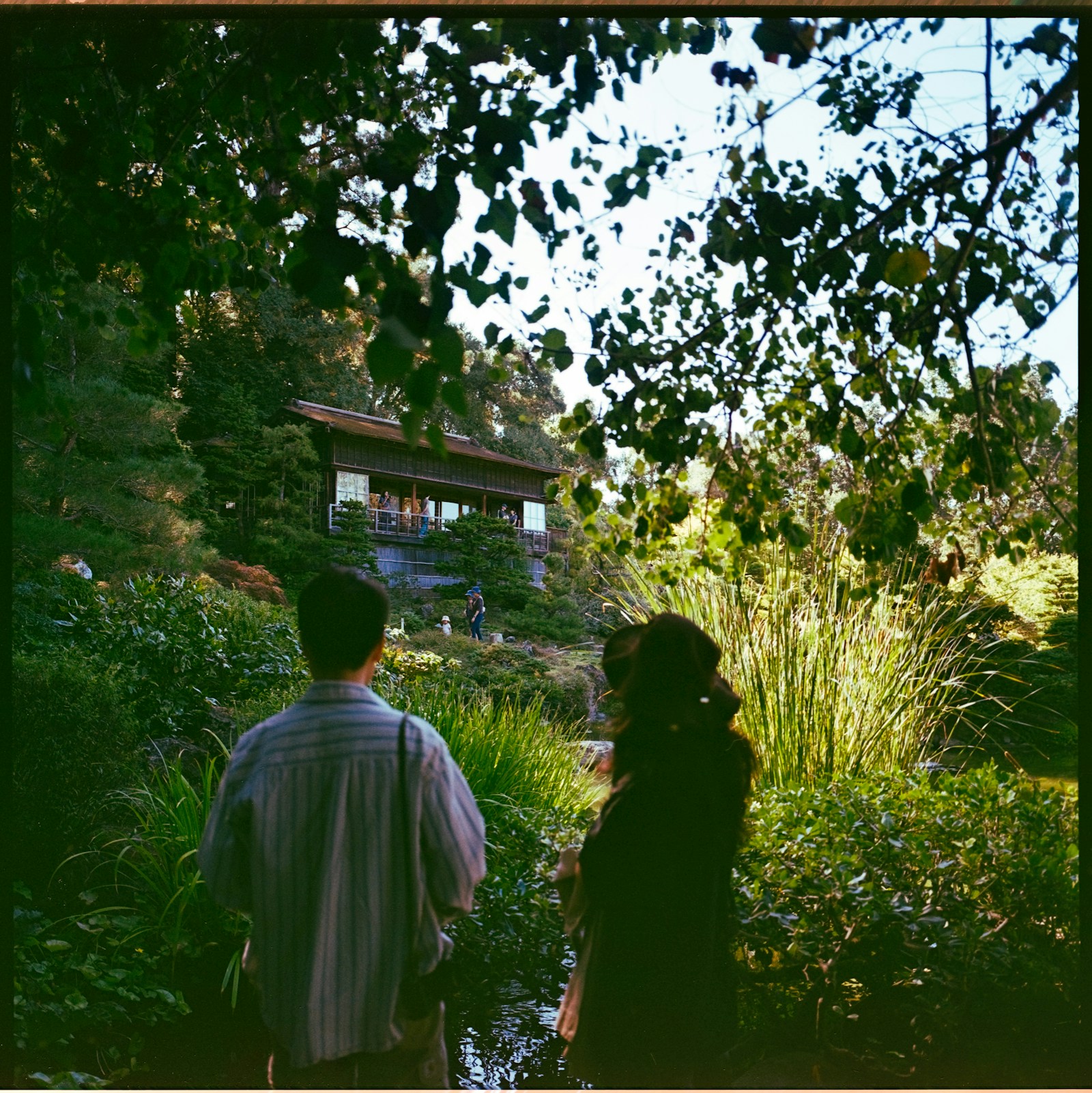 Mamiya 6