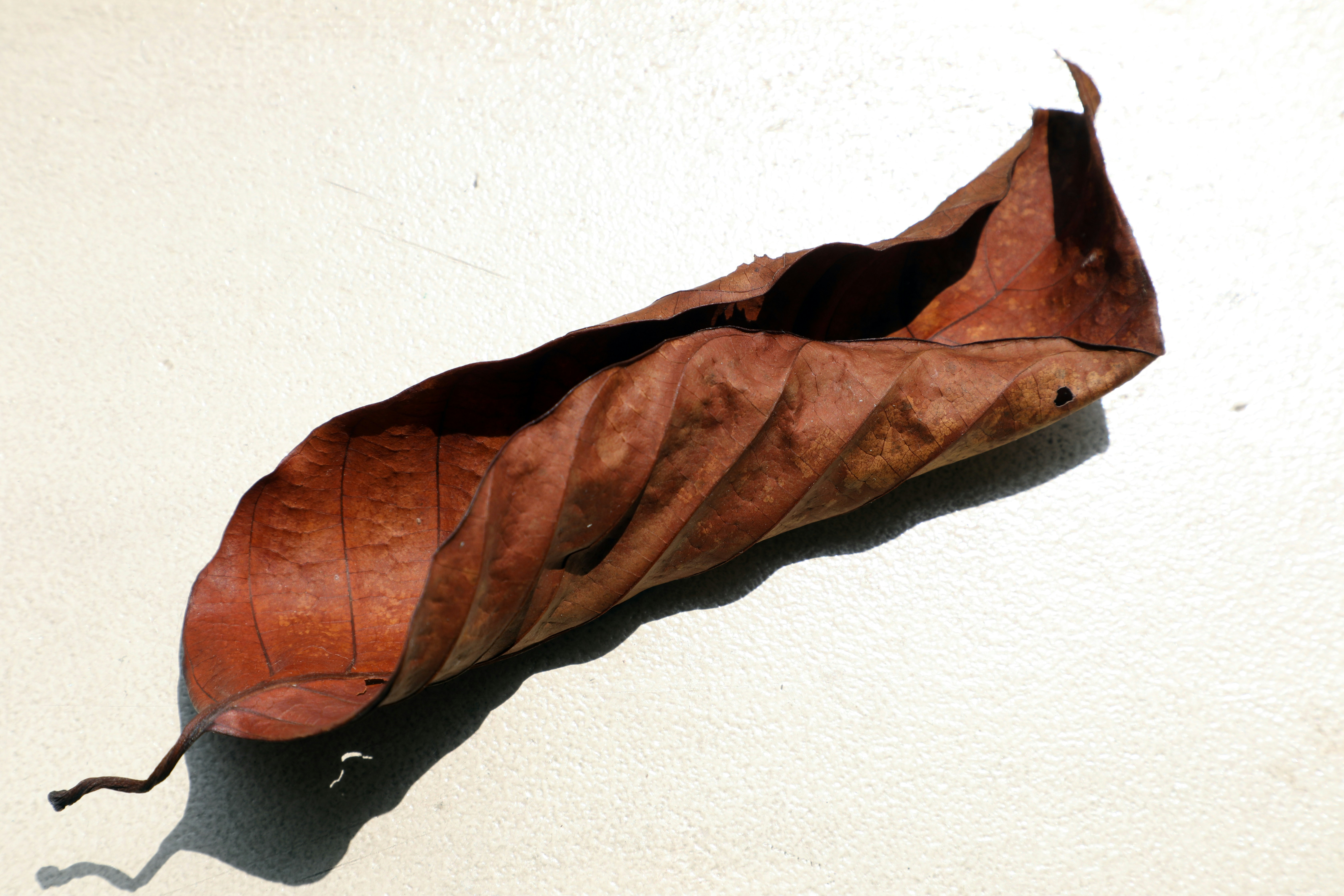 Curled Brown Leaf on a Pale Stage: Texture, Shadow, and Quiet Contrast