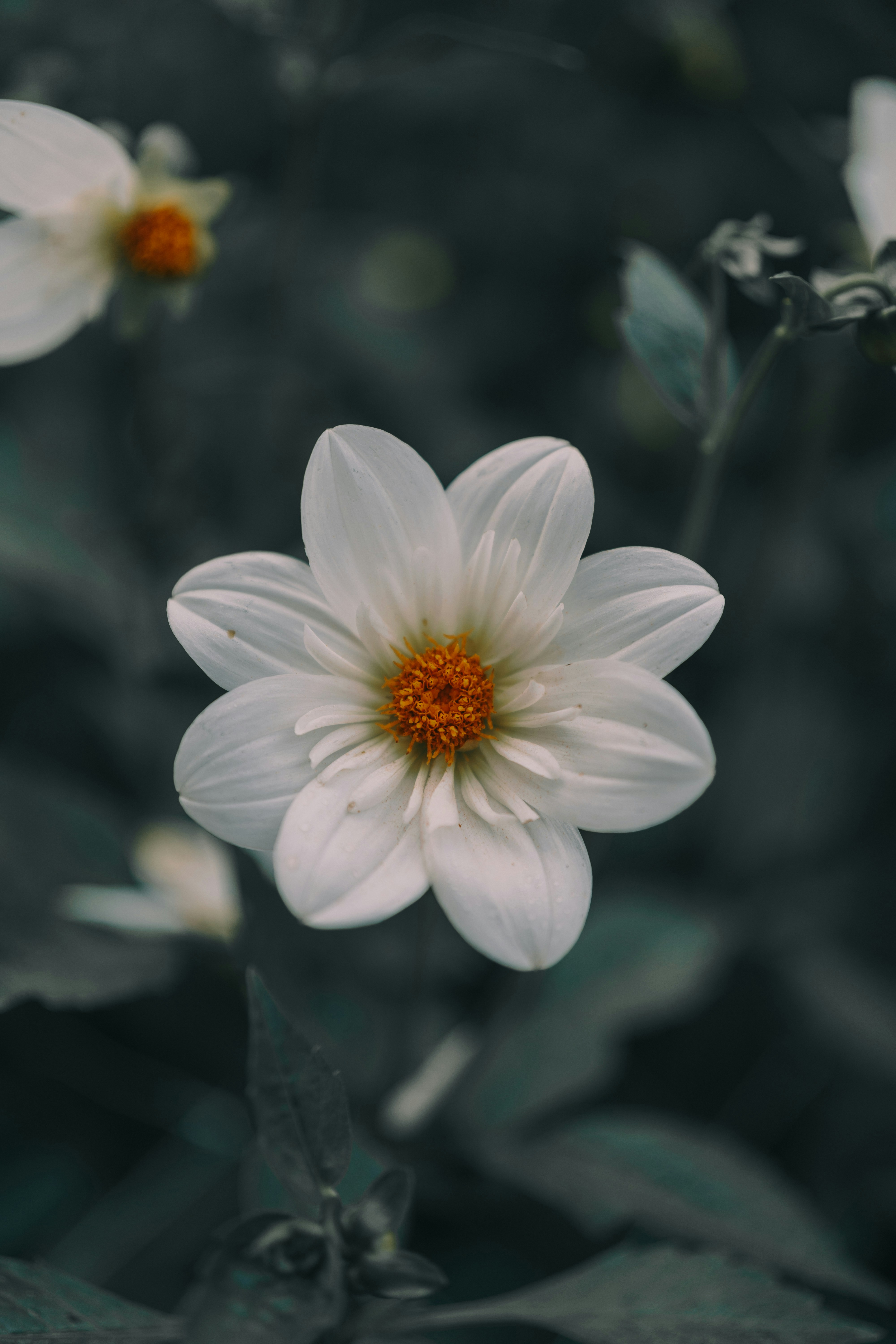 white daisy flower