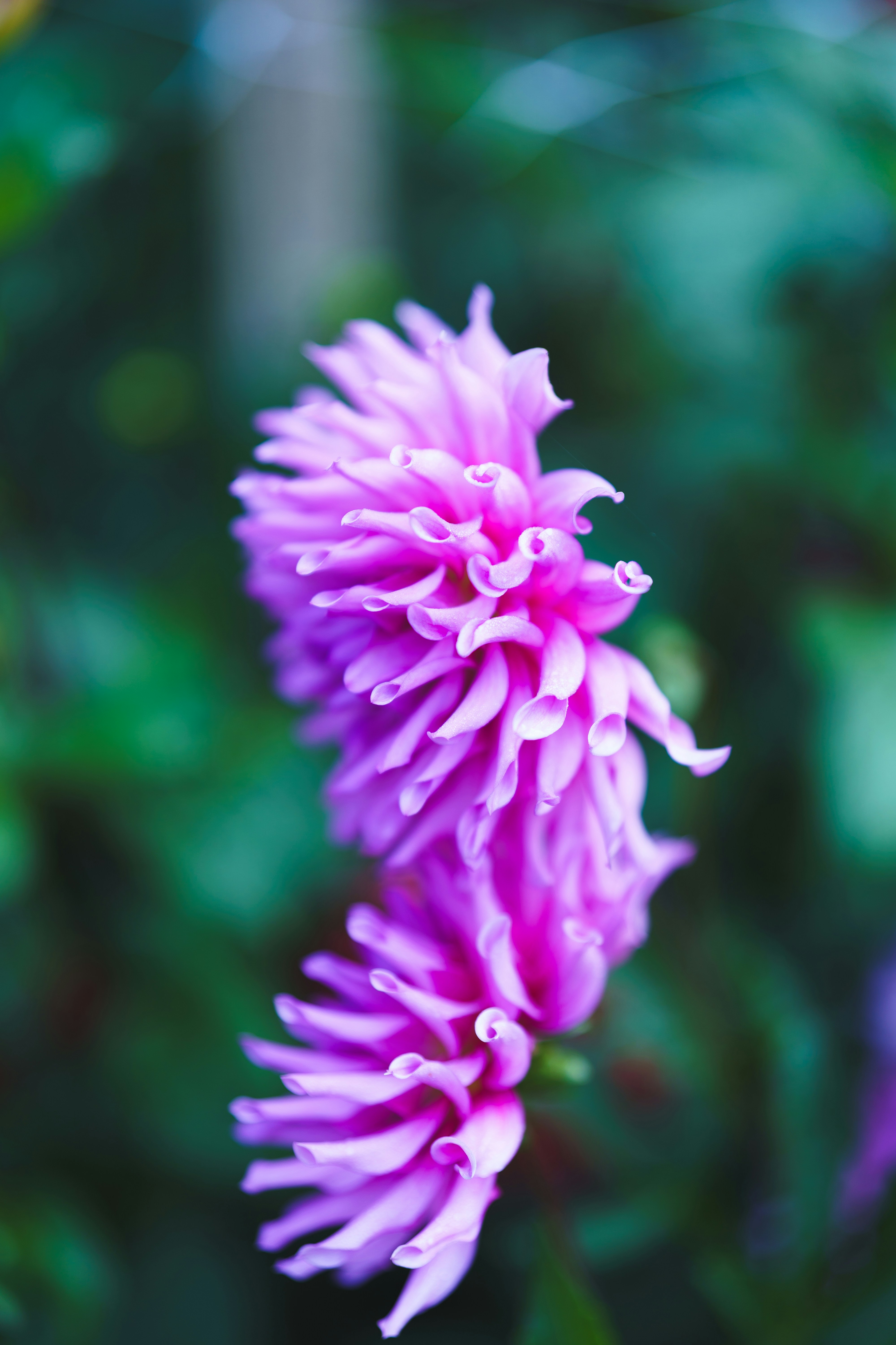 Velvet Spiral: a Purple Chrysanthemum in Dreamy Focus