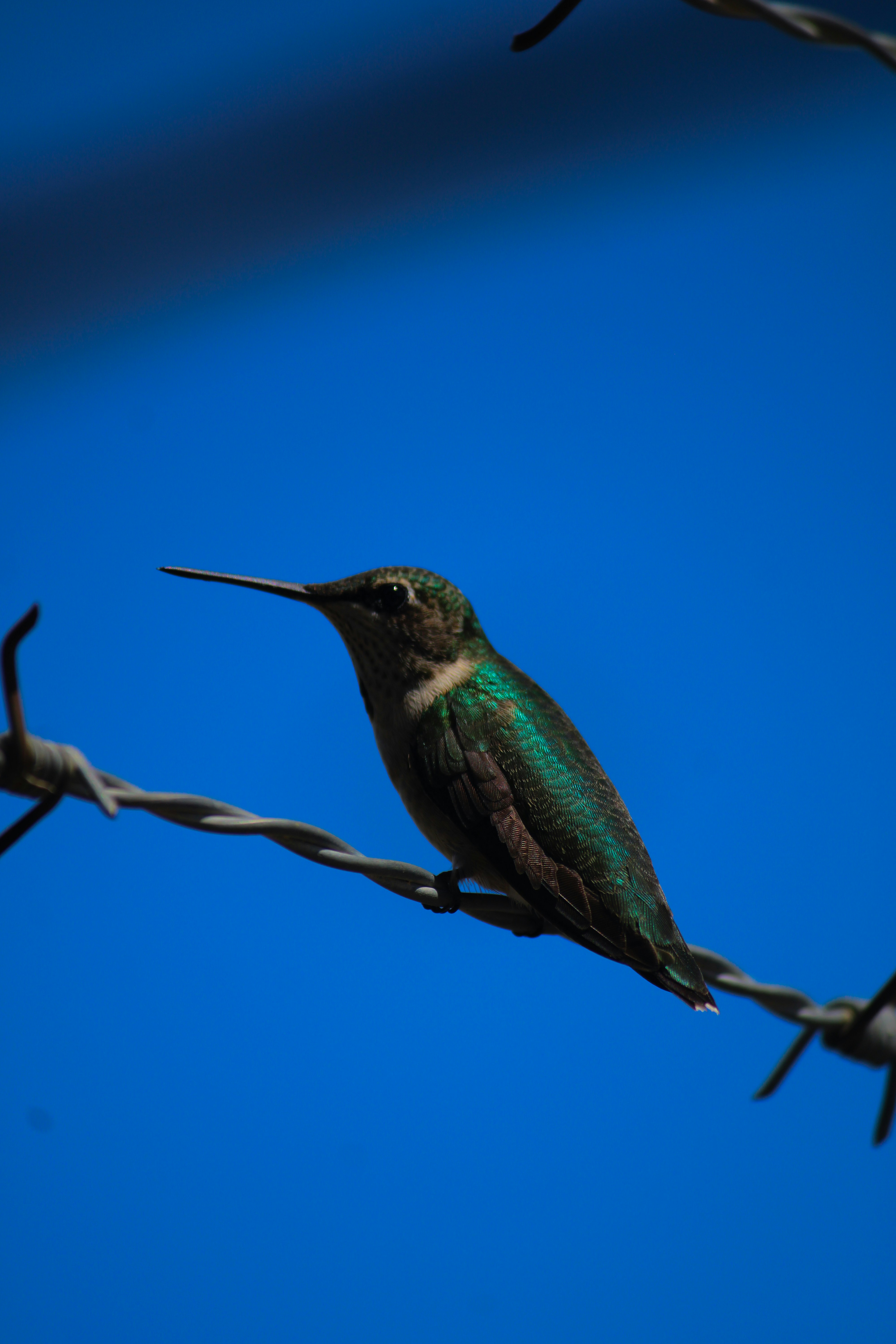 Emerald Hummingbird Perched on Barbed Wire Beneath a Cerulean Sky