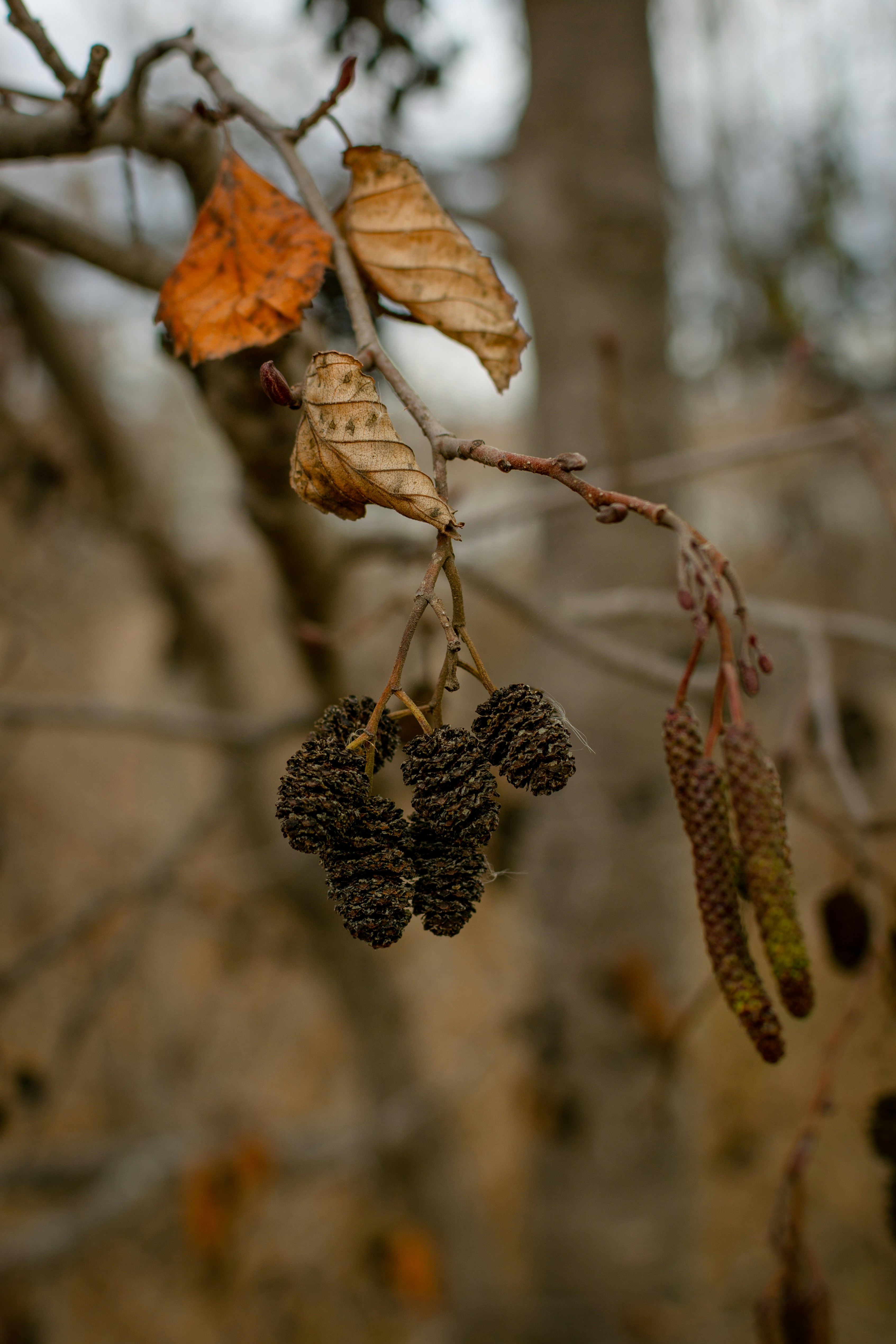 Amber Threads: Close-Up of Dried Catkins and Withered Leaves