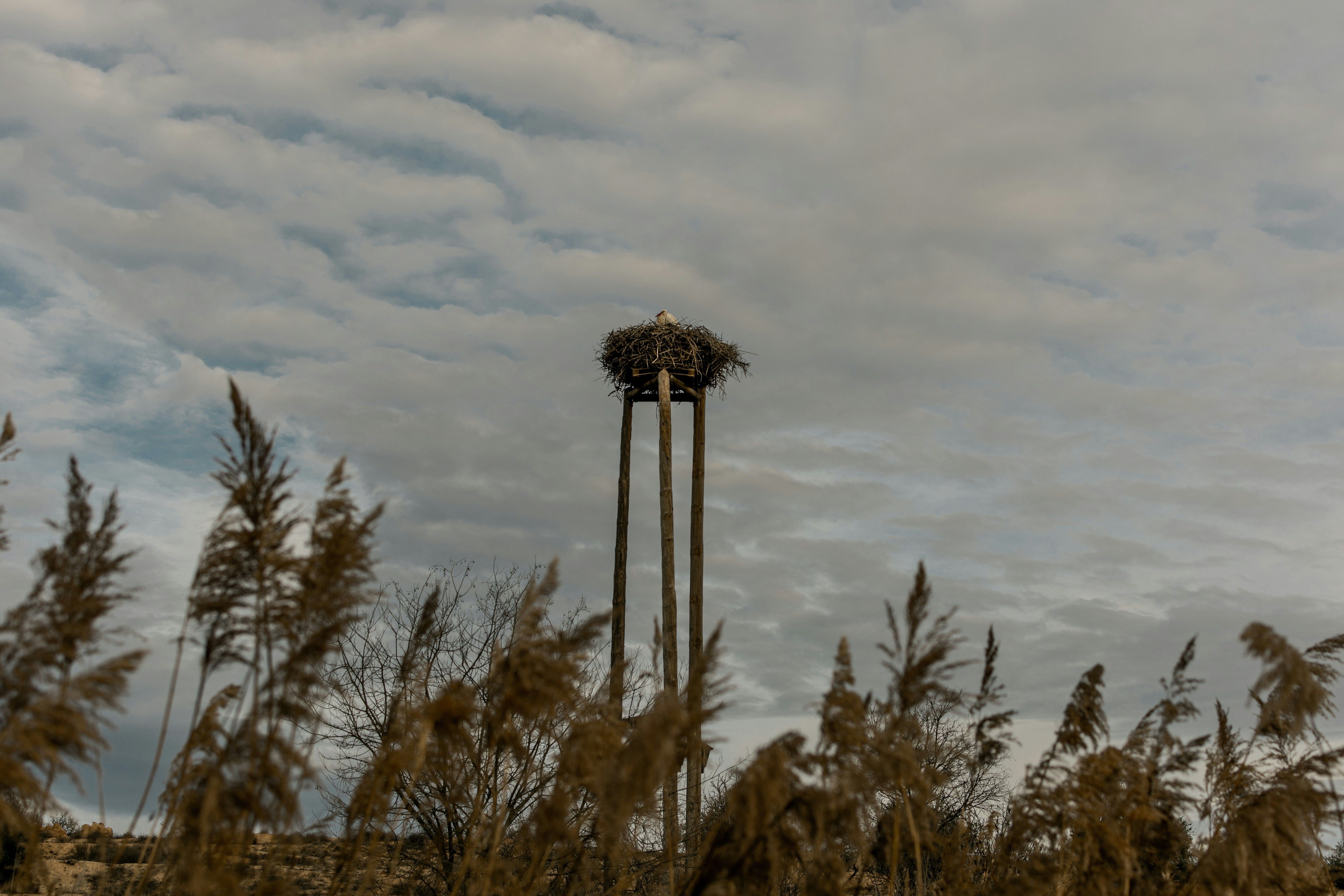 Tall industrial structure rises above wind-swept reeds under a cloudy sky.