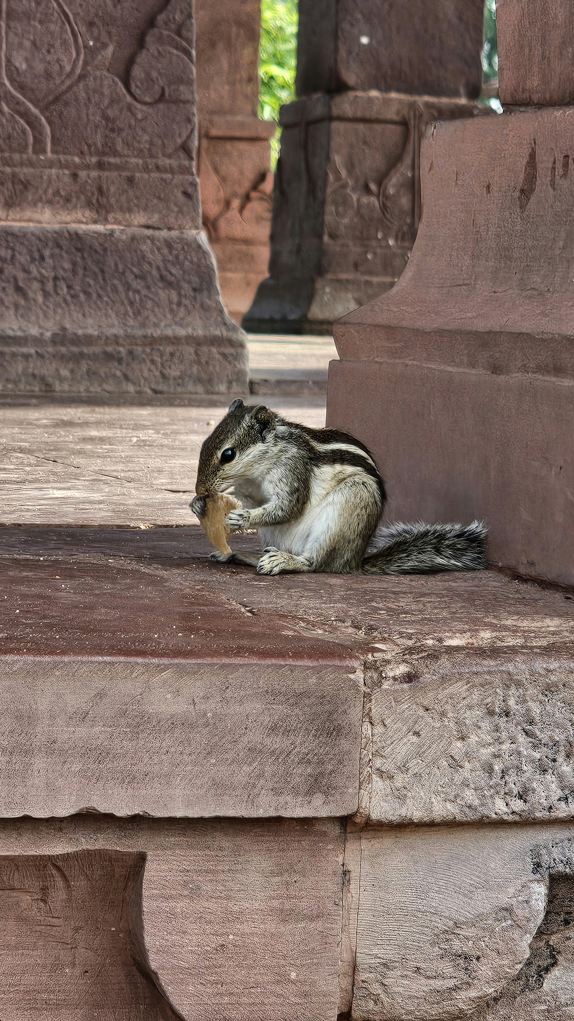 Archway Sentry: a Squirrel's Quiet Snack Among Red Stone Steps