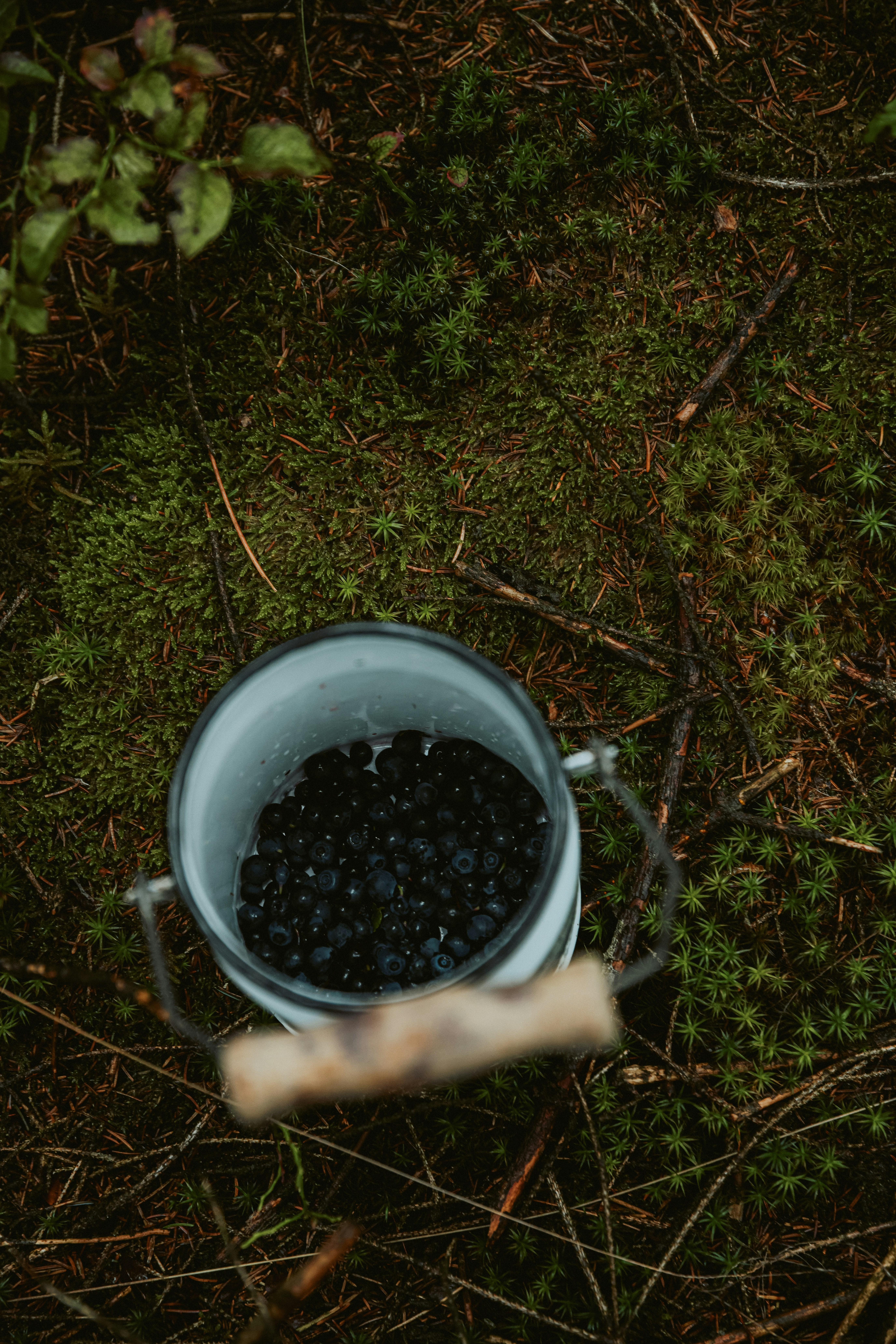 Midnight Harvest: Blueberries Nestled in Forest Moss