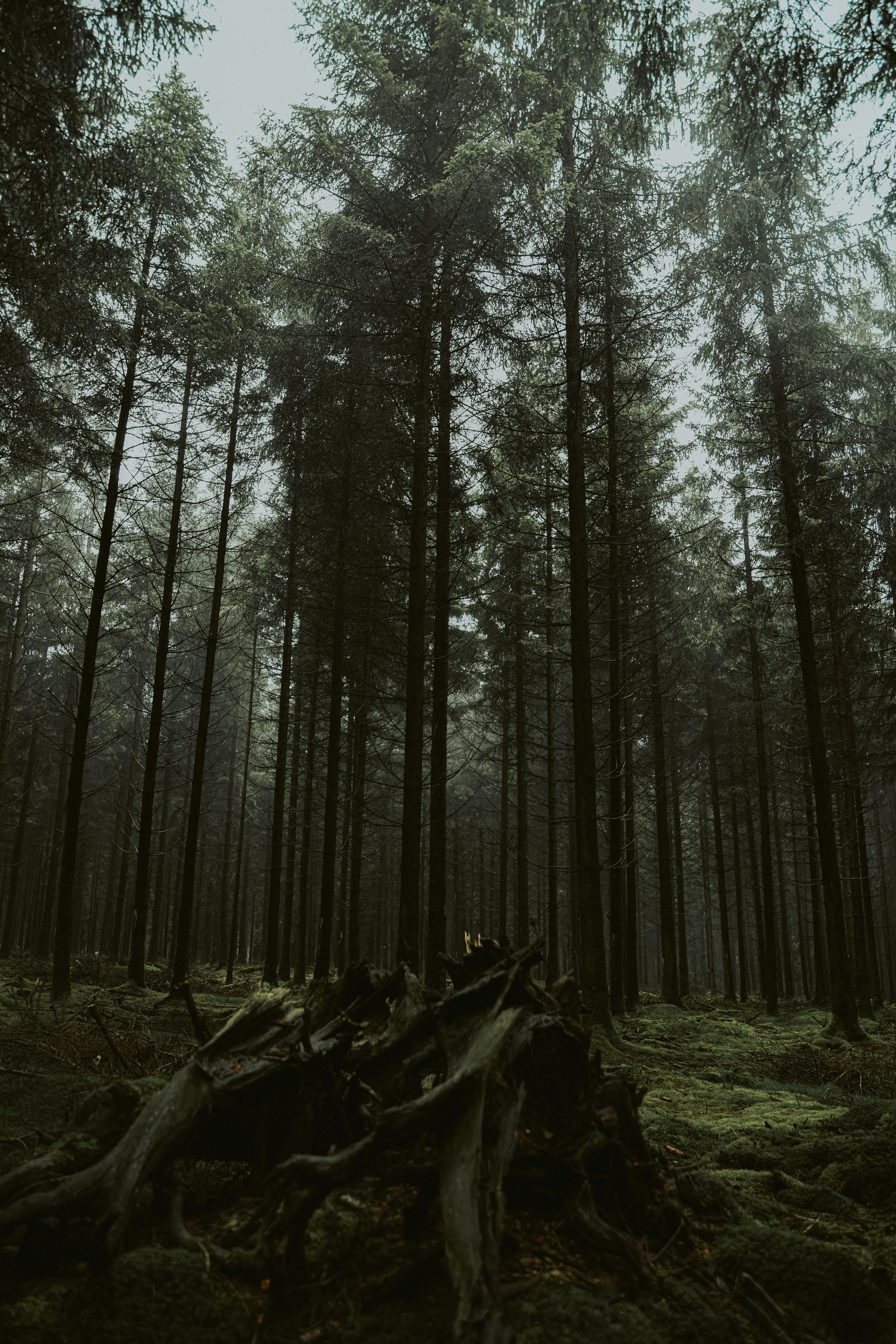 Rooted Cathedral of Pines: Moss, Shadow, and a Fallen Giant