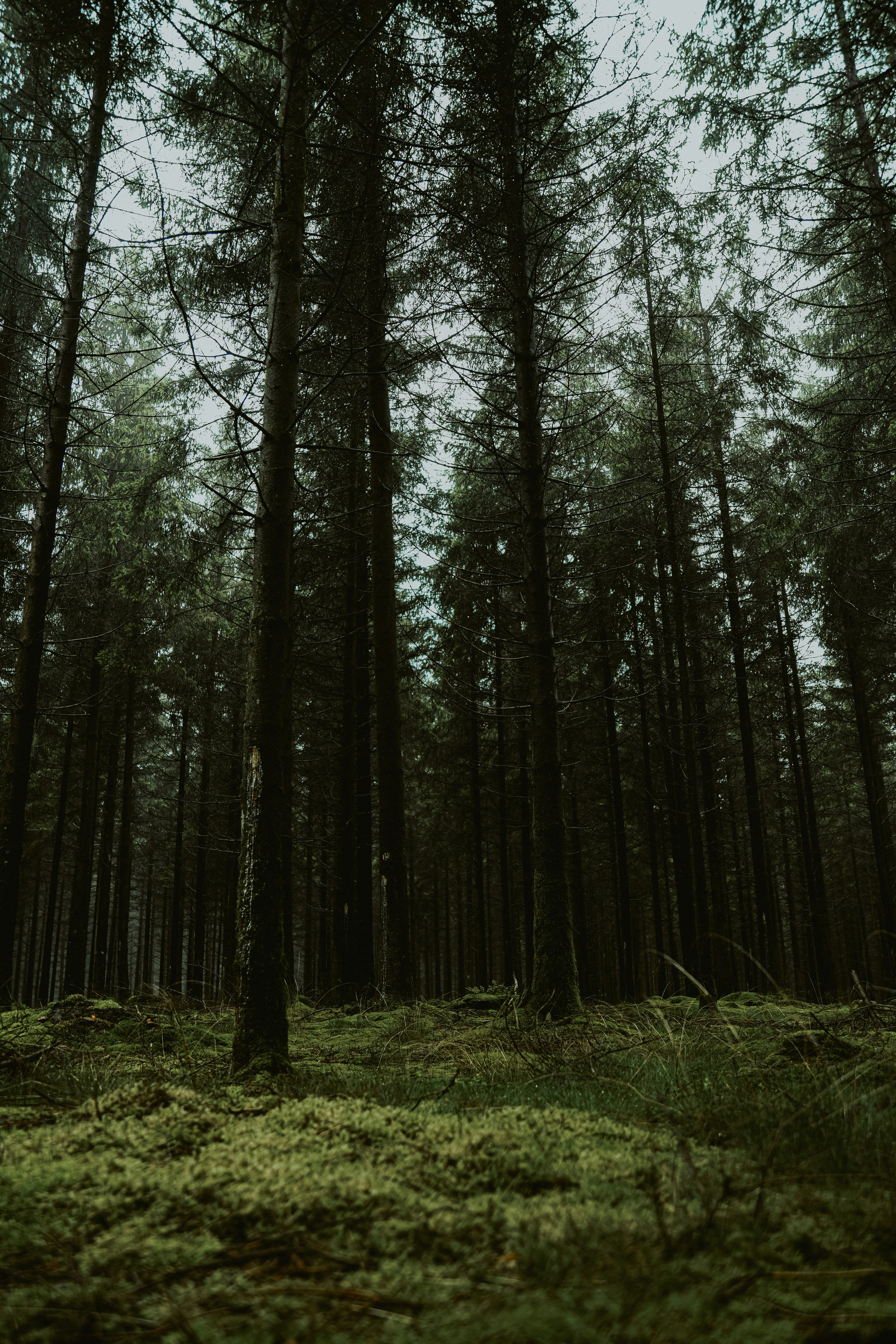 A forest filled with lots of tall trees photo – Free Forest Image on ...