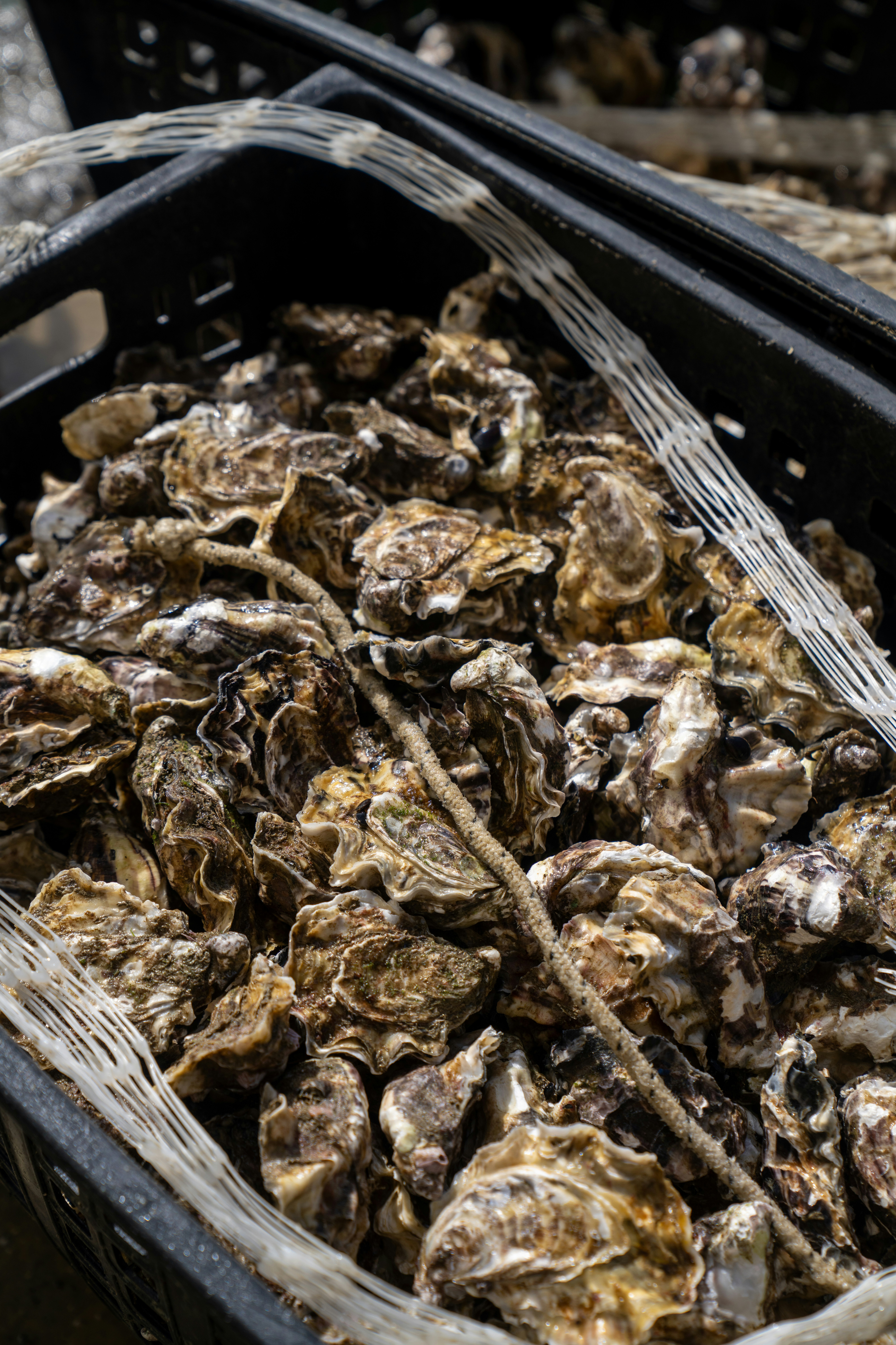 A container filled with oysters sitting on top of a table photo – Free ...