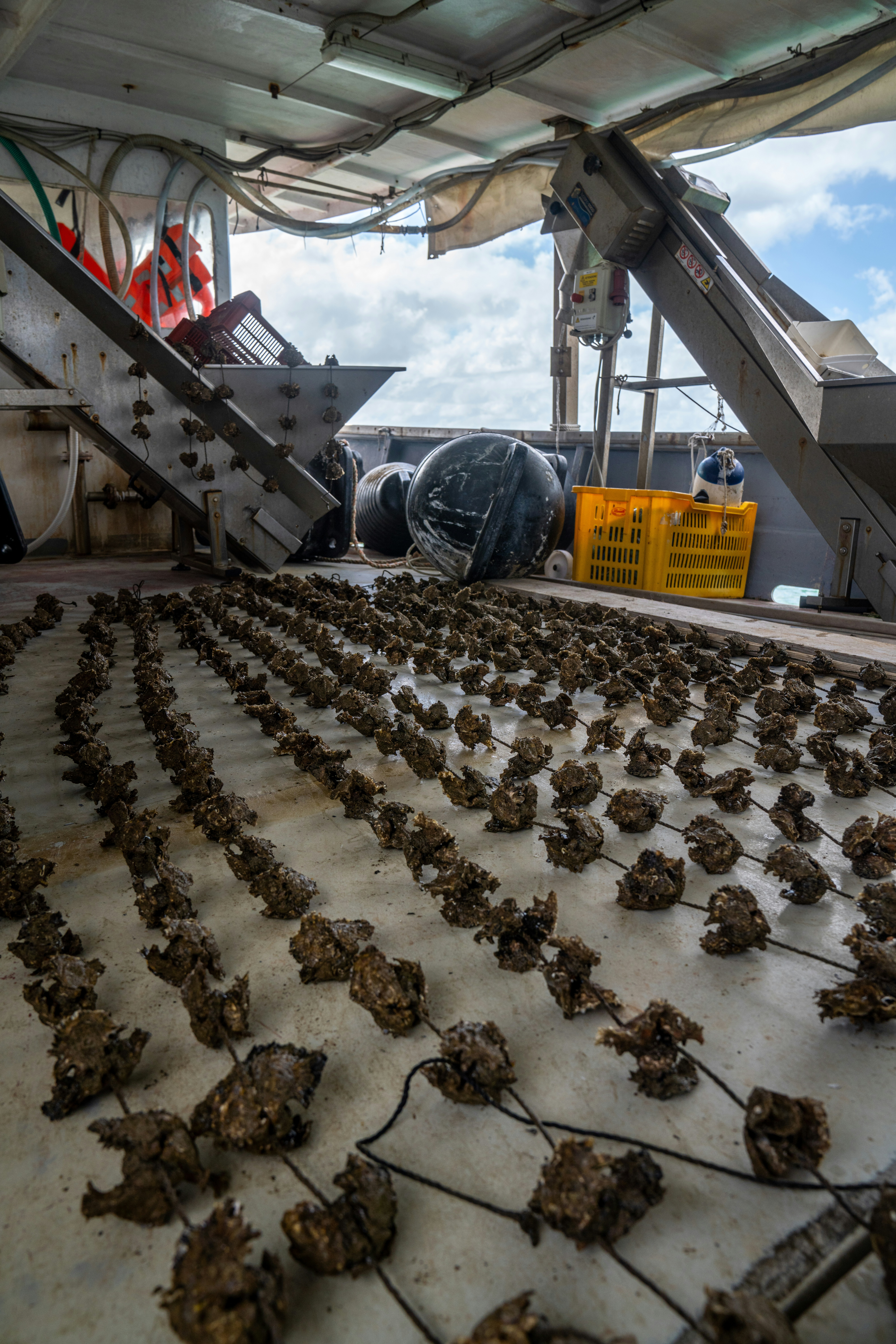 Crust Clusters in a Maritime Processing Deck: Rows Under Industrial Light