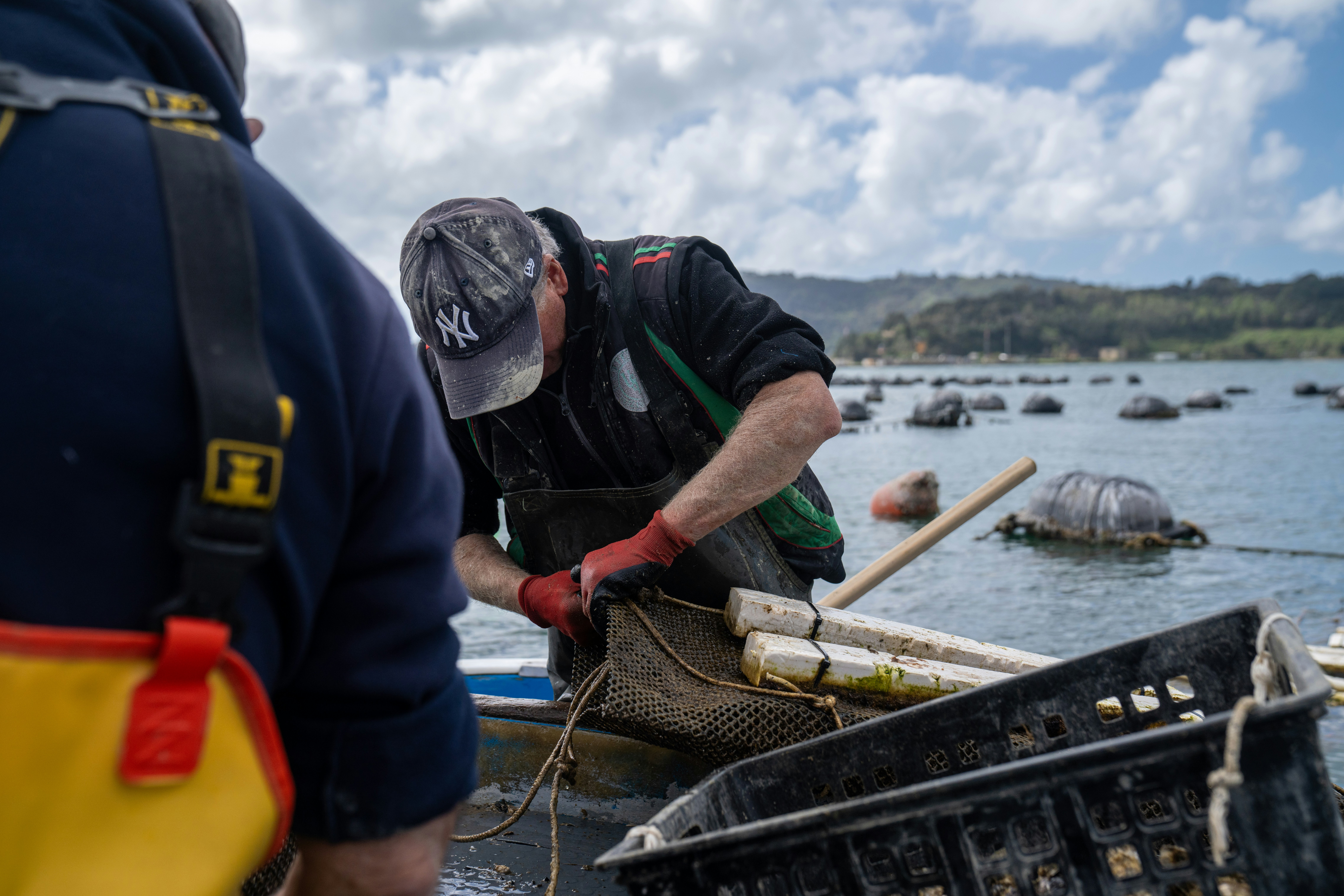 Harvesting Mussels in the Ligurian Waters